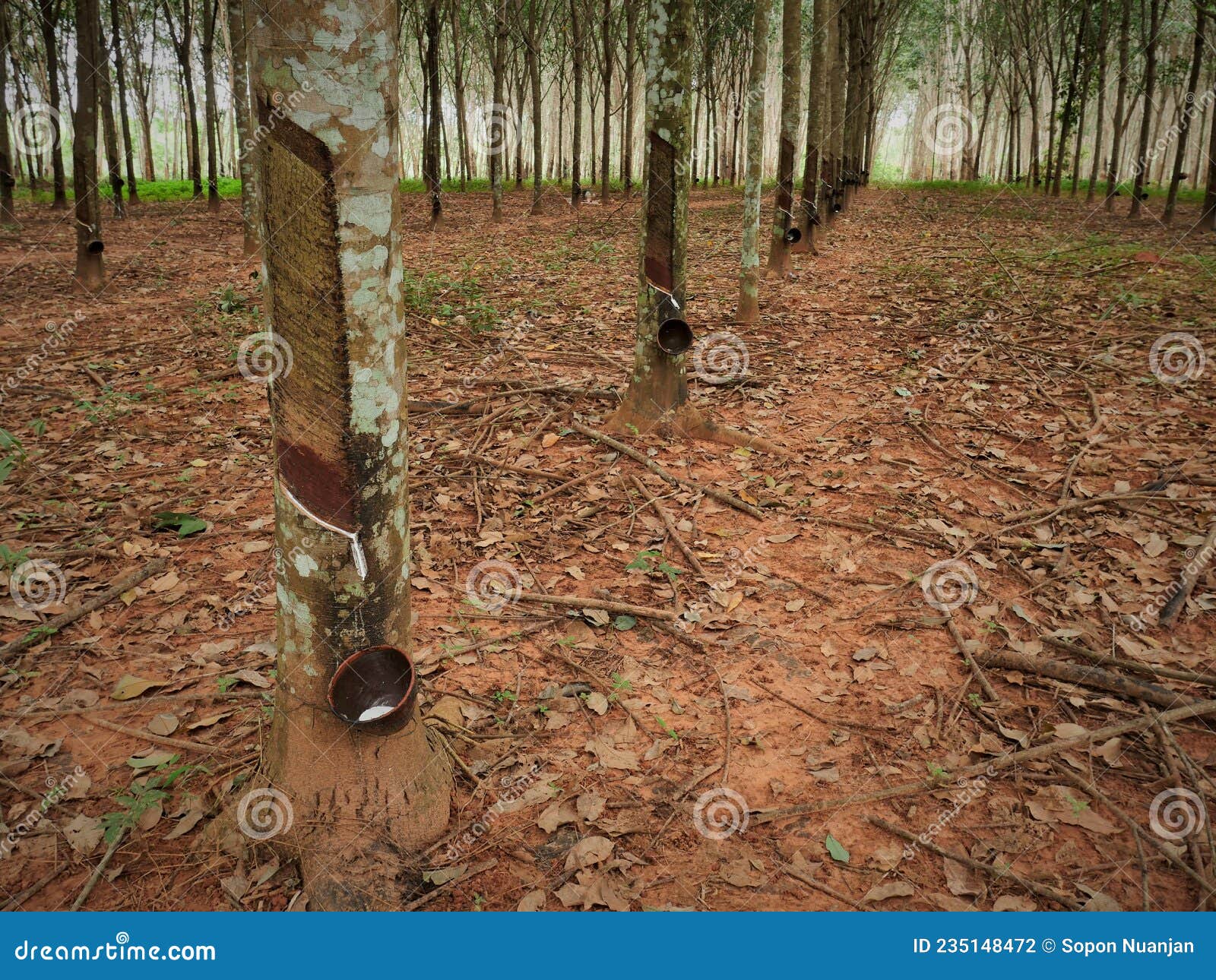 The Rubber Trees are Planted in Rows. the Rubber Tree Has Cut the ...