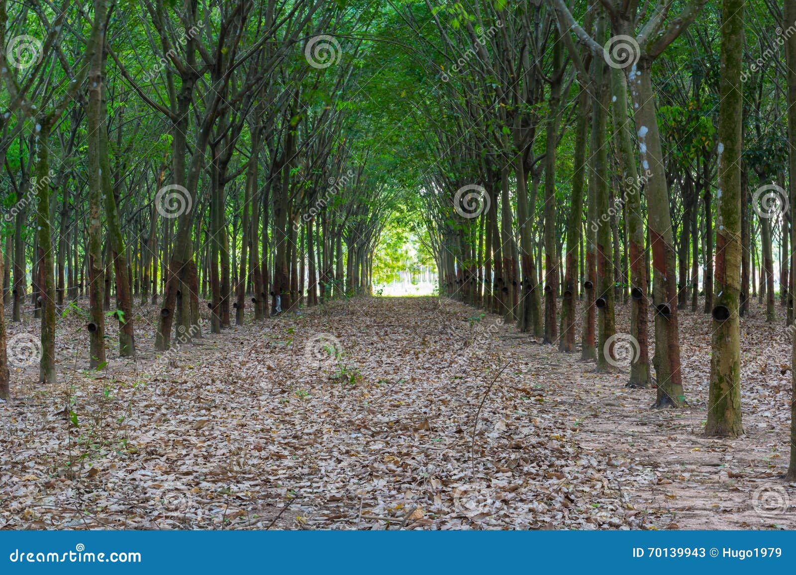 2,851 Graden Green Stock Photos - Free & Royalty-Free Stock Photos from ...