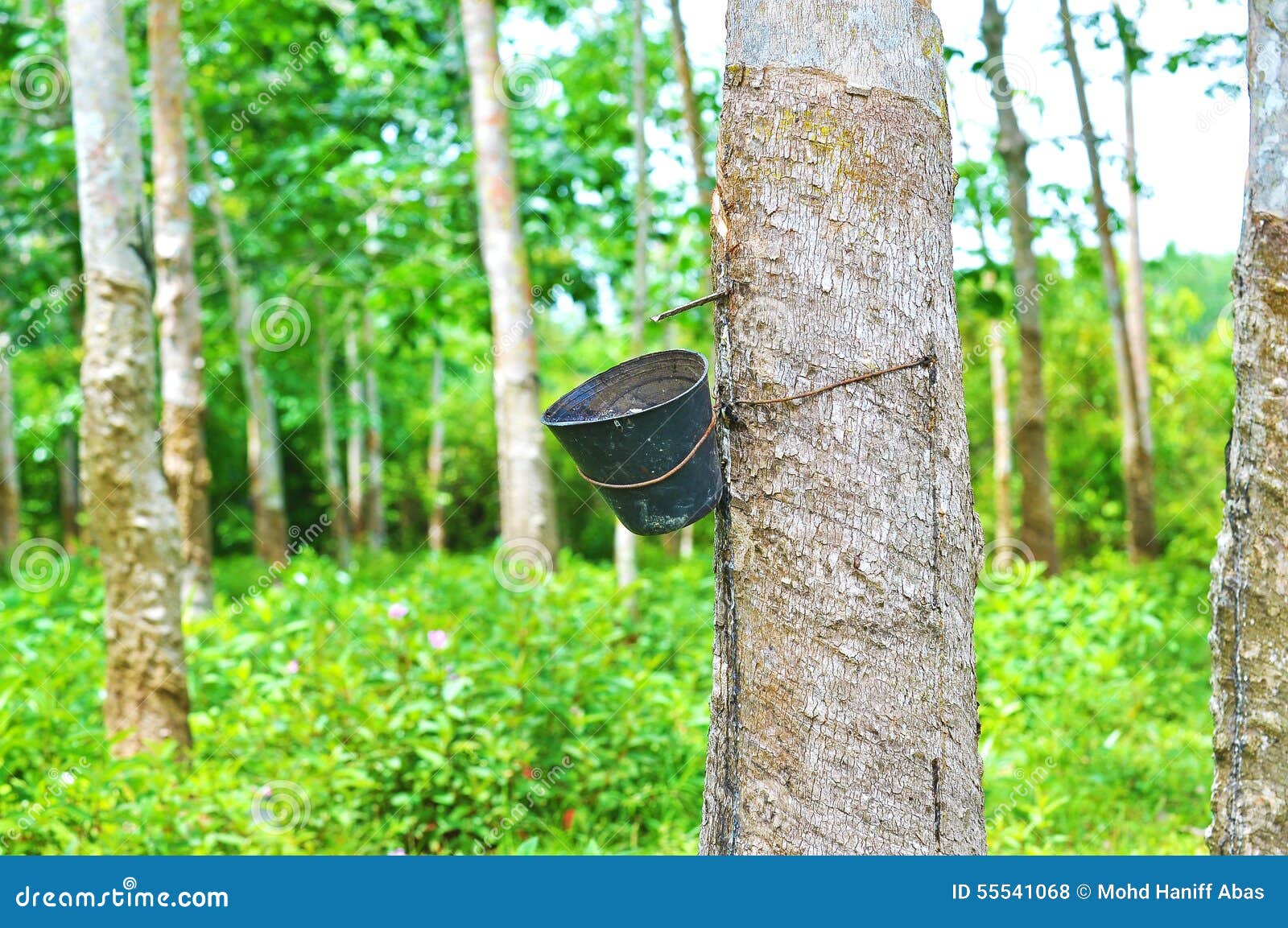 Rubber Trees at Rubber Estate Stock Photo - Image of latex ...