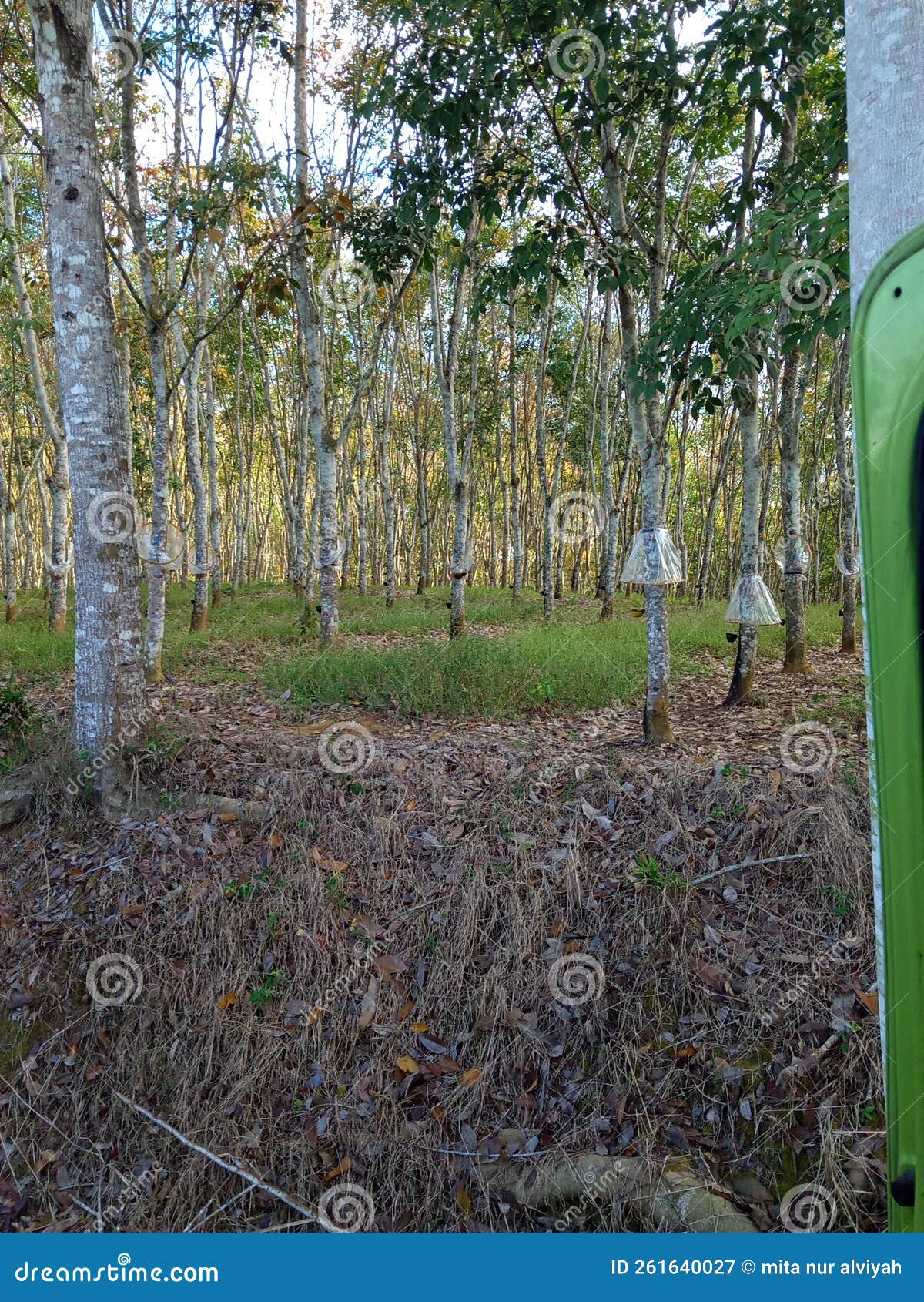 Rubber Trees in Tropical Climates Stock Image - Image of rubber ...