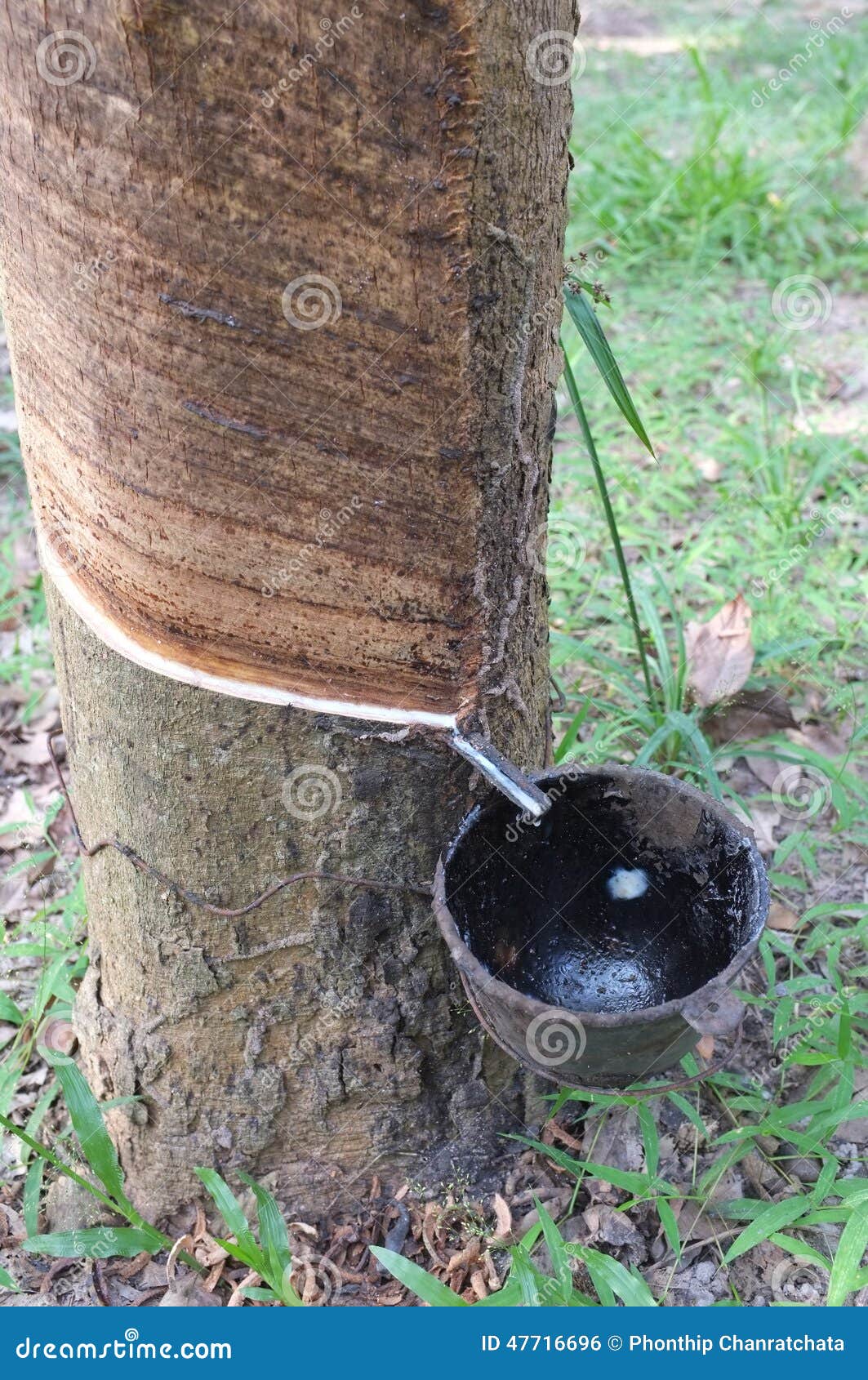 Rubber Trees At Rubber Plantations. Stock Photography | CartoonDealer ...