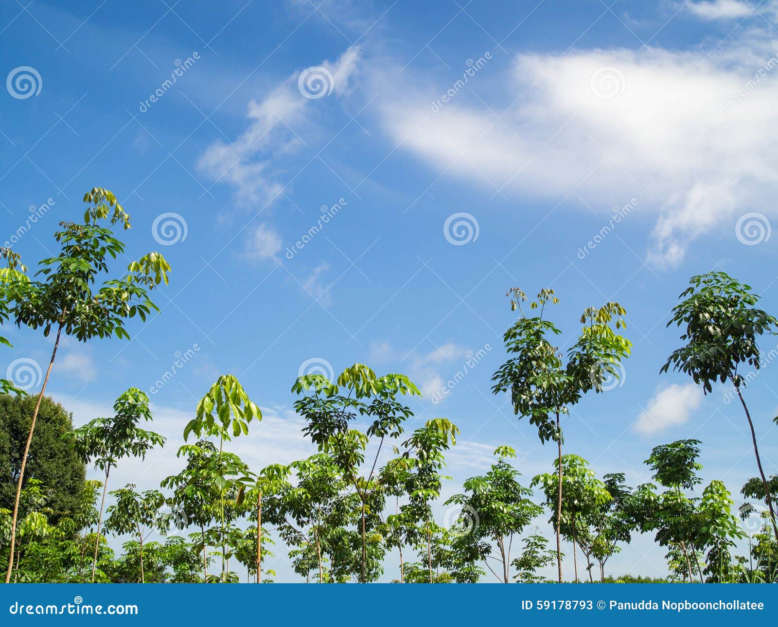 Rubber Trees stock image. Image of growth, landscape - 59178793