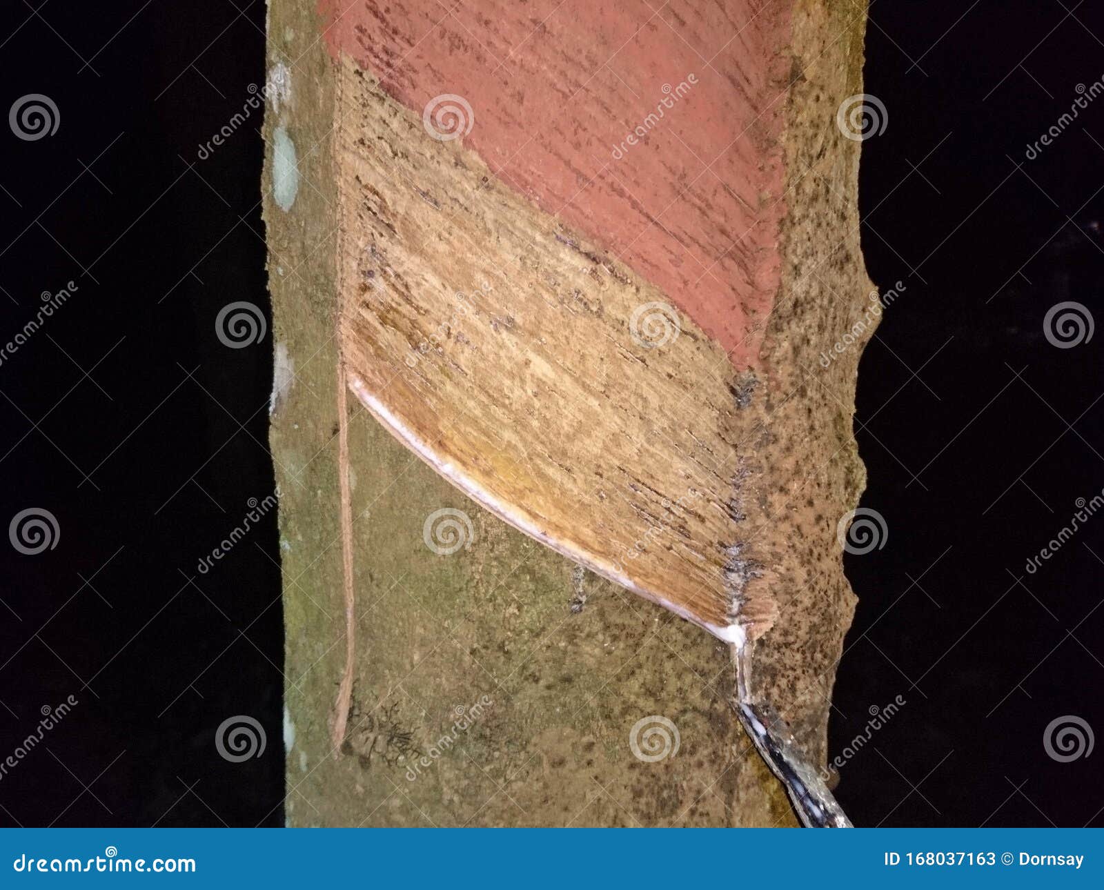 Rubber Trunks that Have Been Tapped To Remove Latex ,before Applying a ...