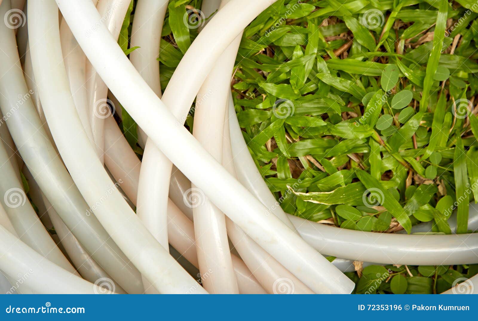 Rubber tube on green grass stock photo. Image of hose - 72353196