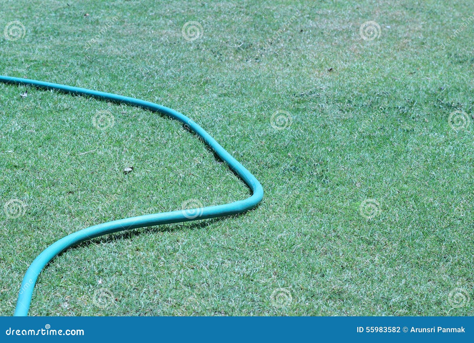 Rubber Tube for Watering Plants in the Garden Stock Photo - Image of ...