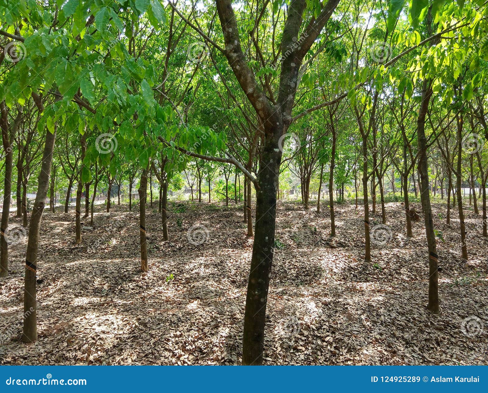 Rubber stock image. Image of tree, rubber, kerala, plantation - 124925289
