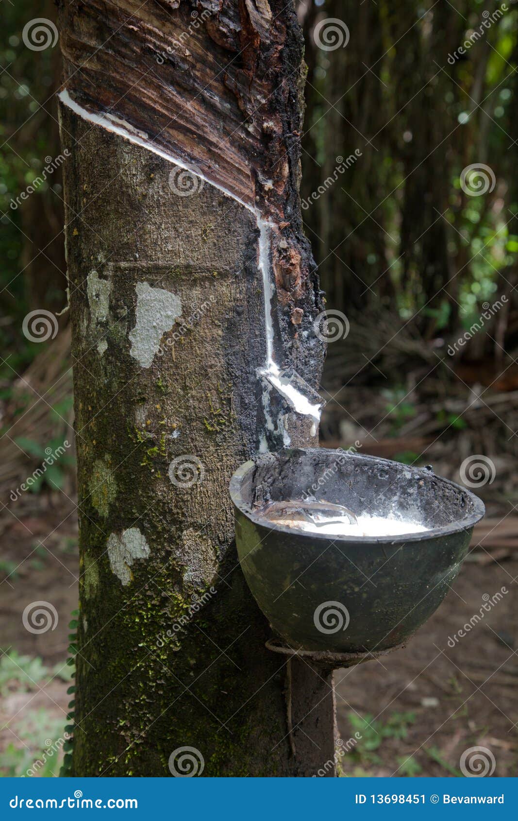 Rubberboom stock afbeelding. Image of tropisch, rubber - 13698451