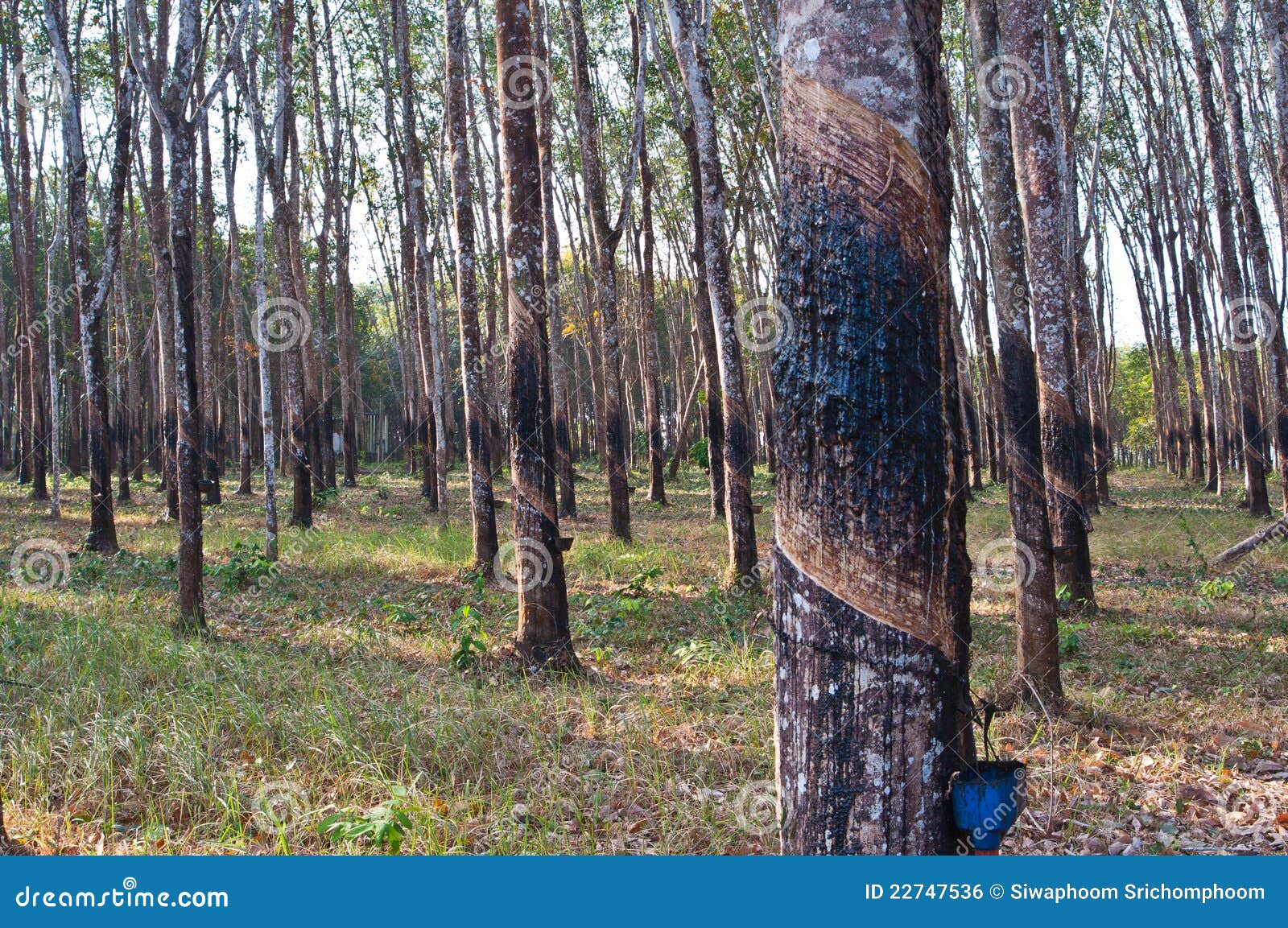 Rubberboom stock foto. Image of landbouw, uitgelijnd - 22747536