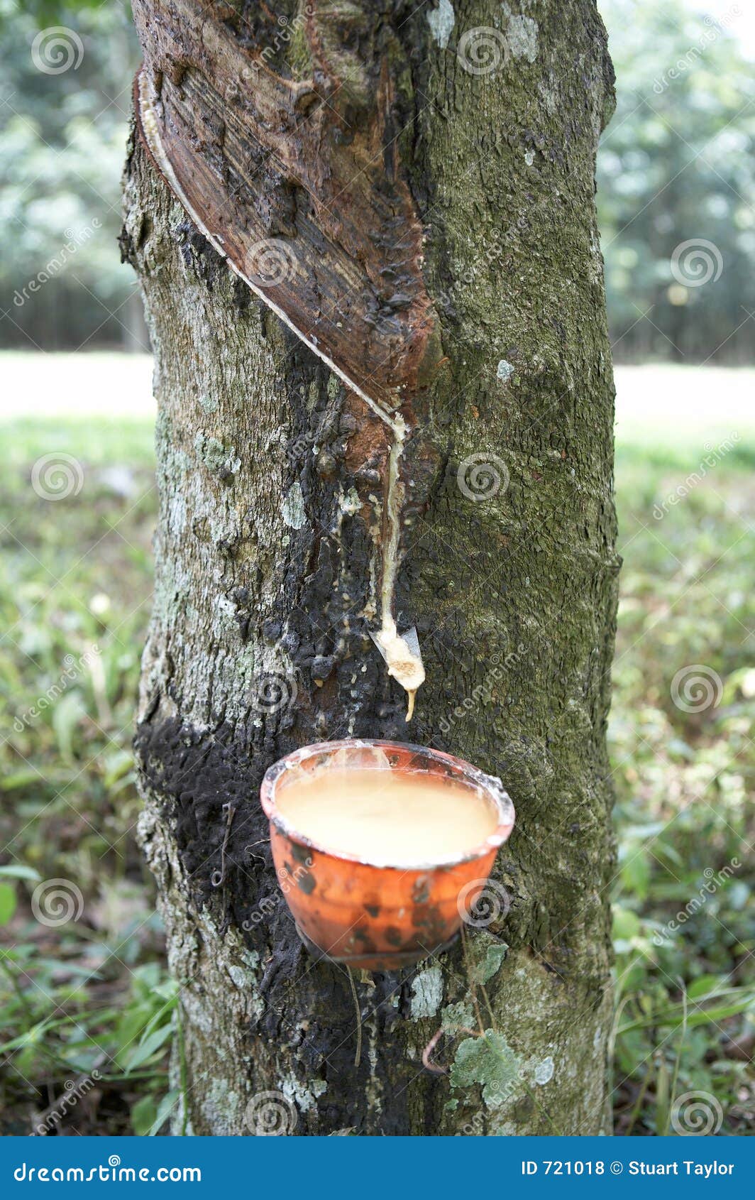 Rubberboom stock foto. Afbeelding bestaande uit industry - 721018