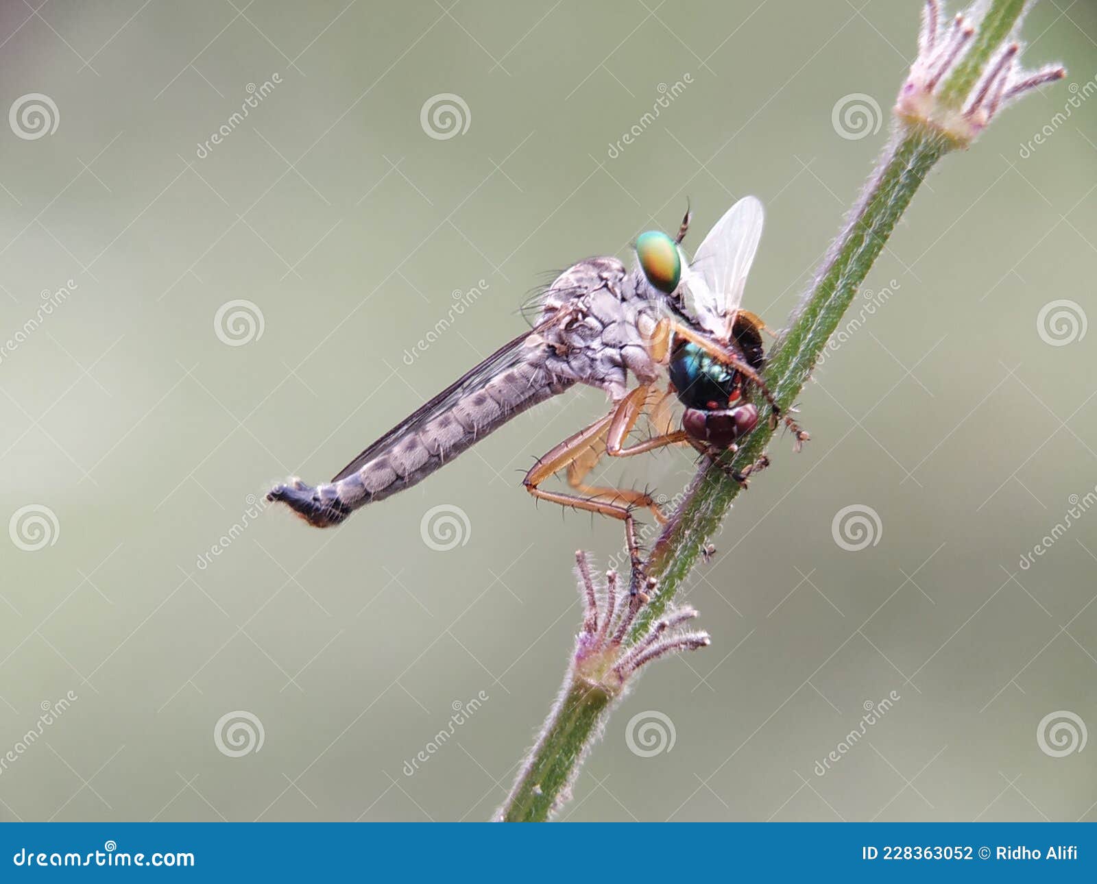 Robberfly eating eat stock photo. Image of flower, nature - 228363052