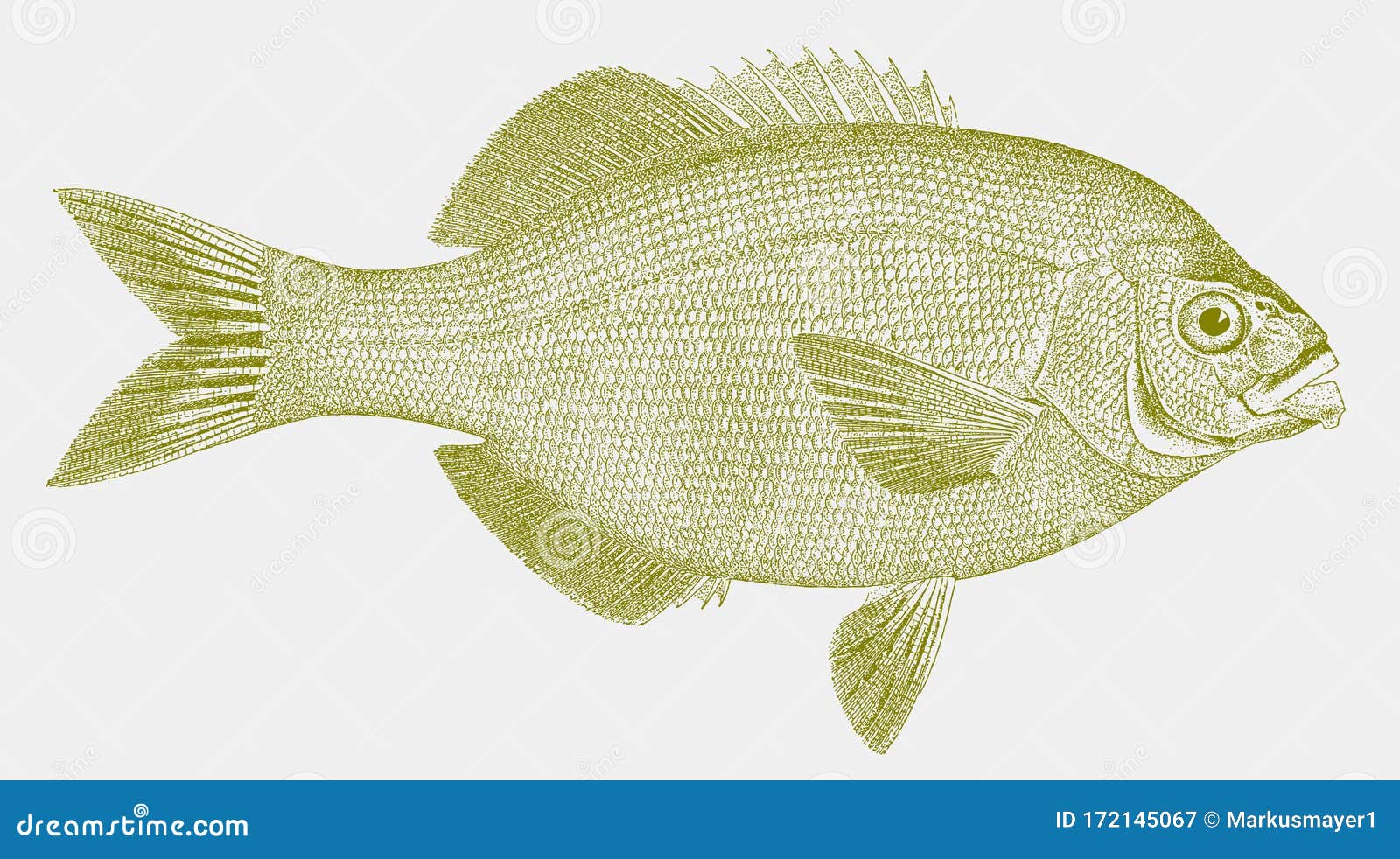 Rubberlip Seaperch in Side View Stock Vector - Illustration of marine ...