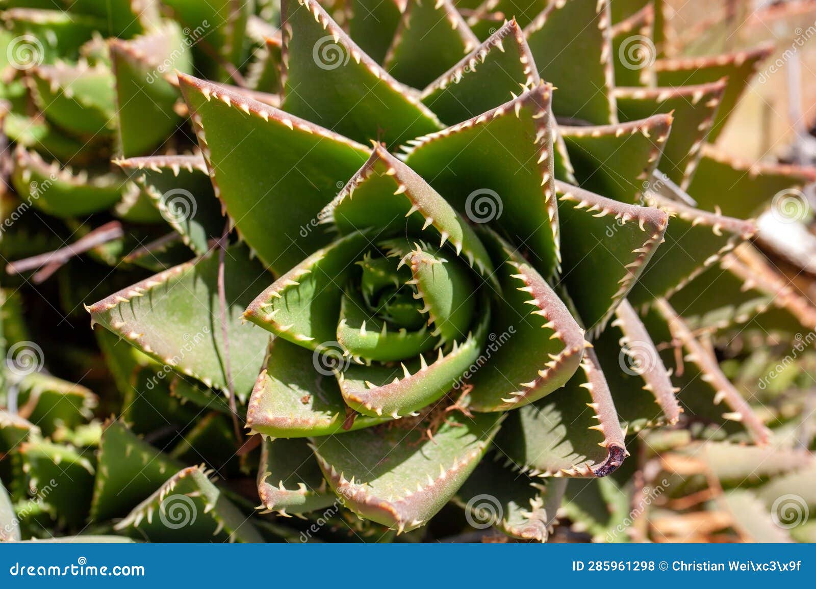 Rubble Aloe, Aloe Perfoliata Stock Photo - Image of aloe, prostrate ...