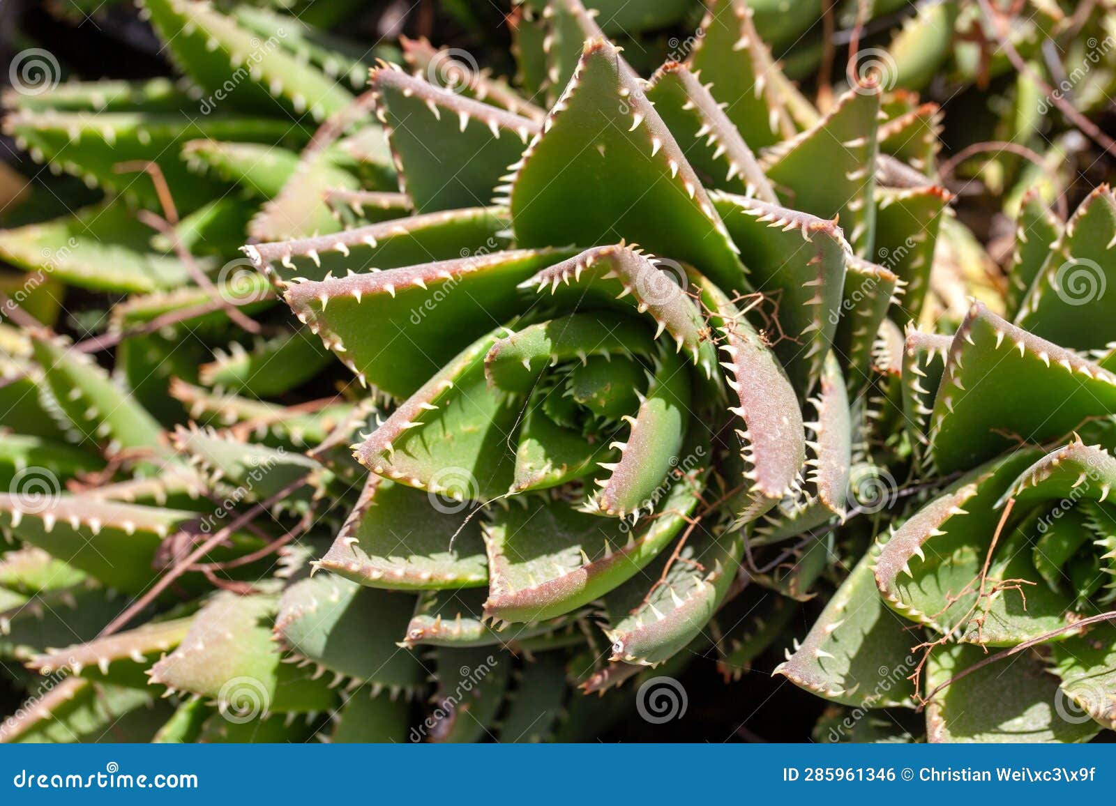 Rubble Aloe, Aloe Perfoliata Stock Photo - Image of organic, background ...
