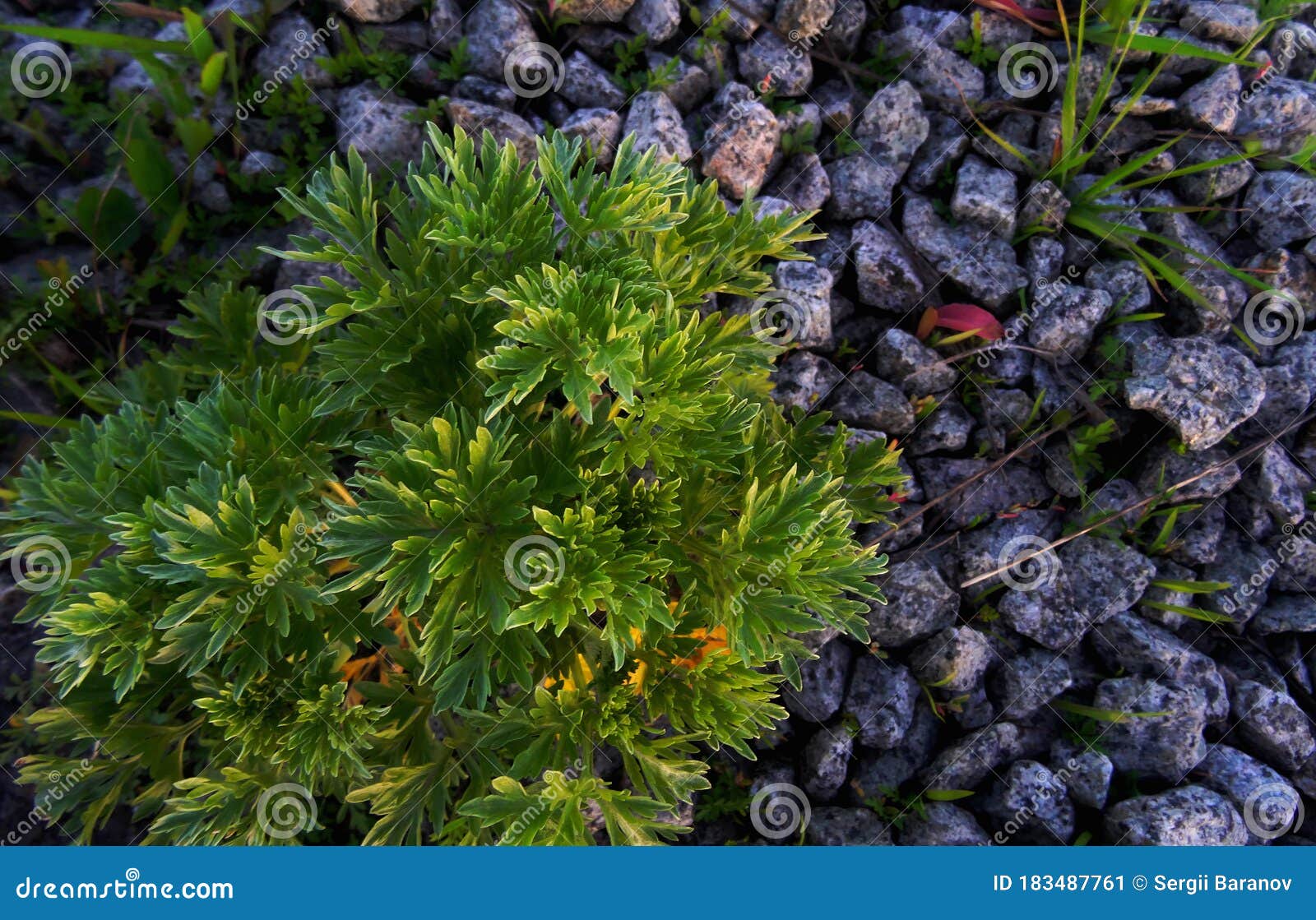 Rubble Stones and Plant Top View Stock Image - Image of detail, soft ...