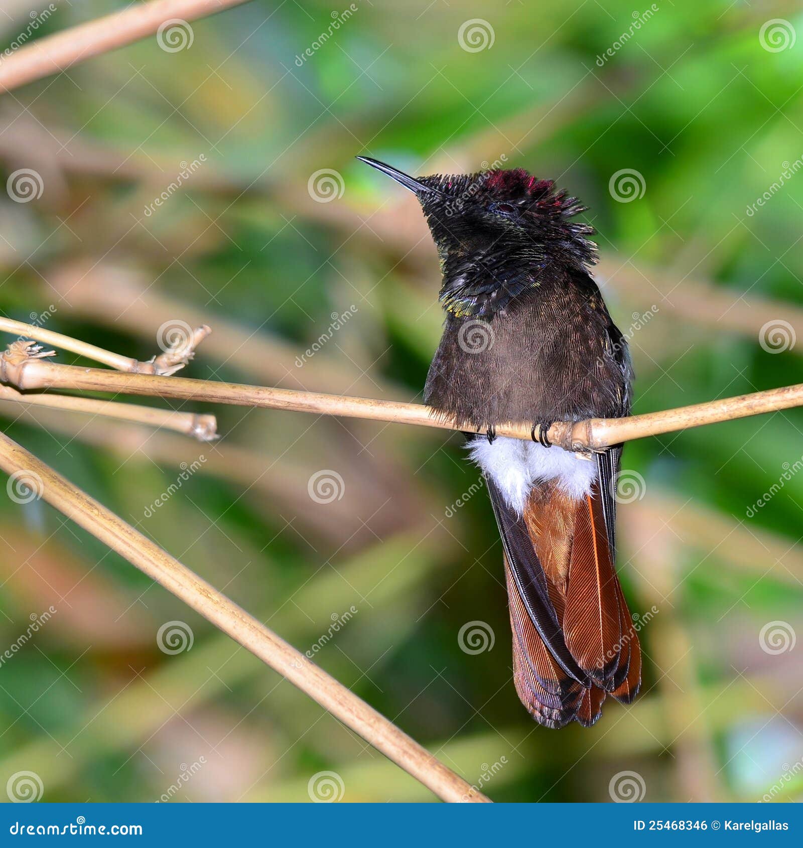 Rubby topaz hummingbird stock photo. Image of bird, venezuela - 25468346