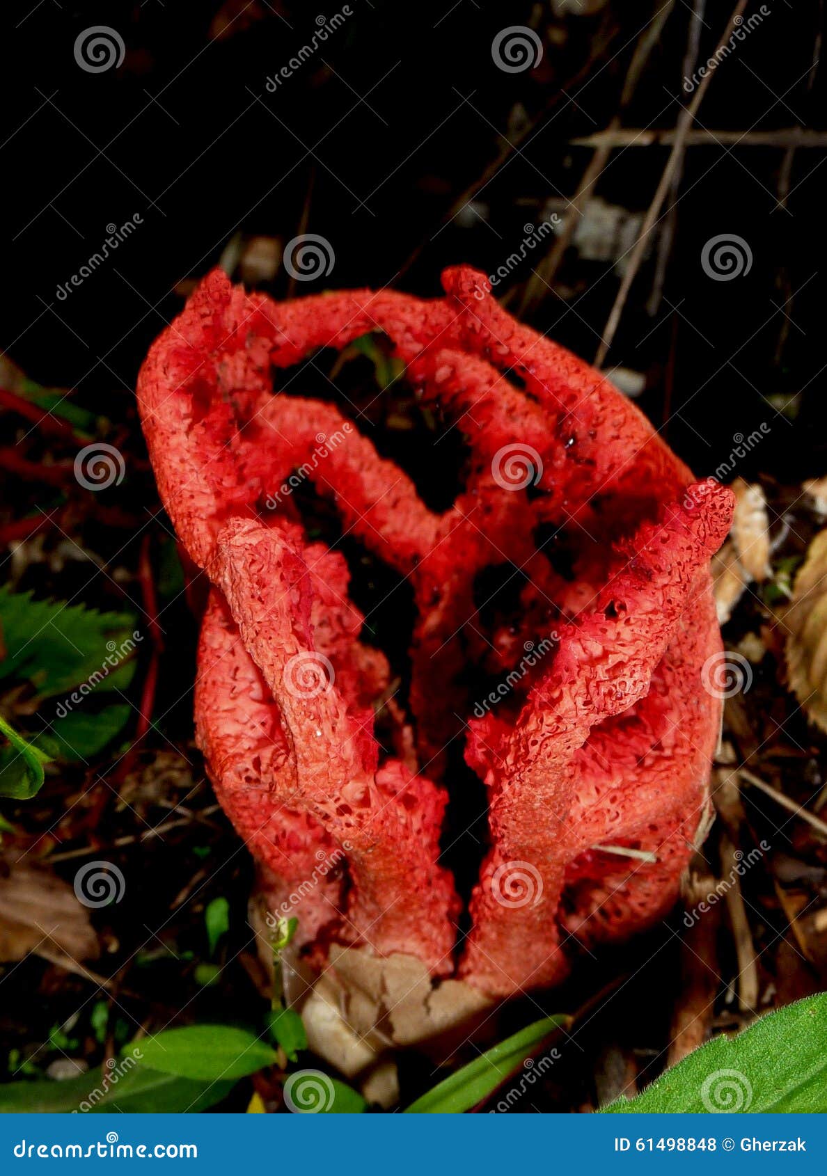 Ruber del Clathrus foto de archivo. Imagen de cubo, setas - 61498848