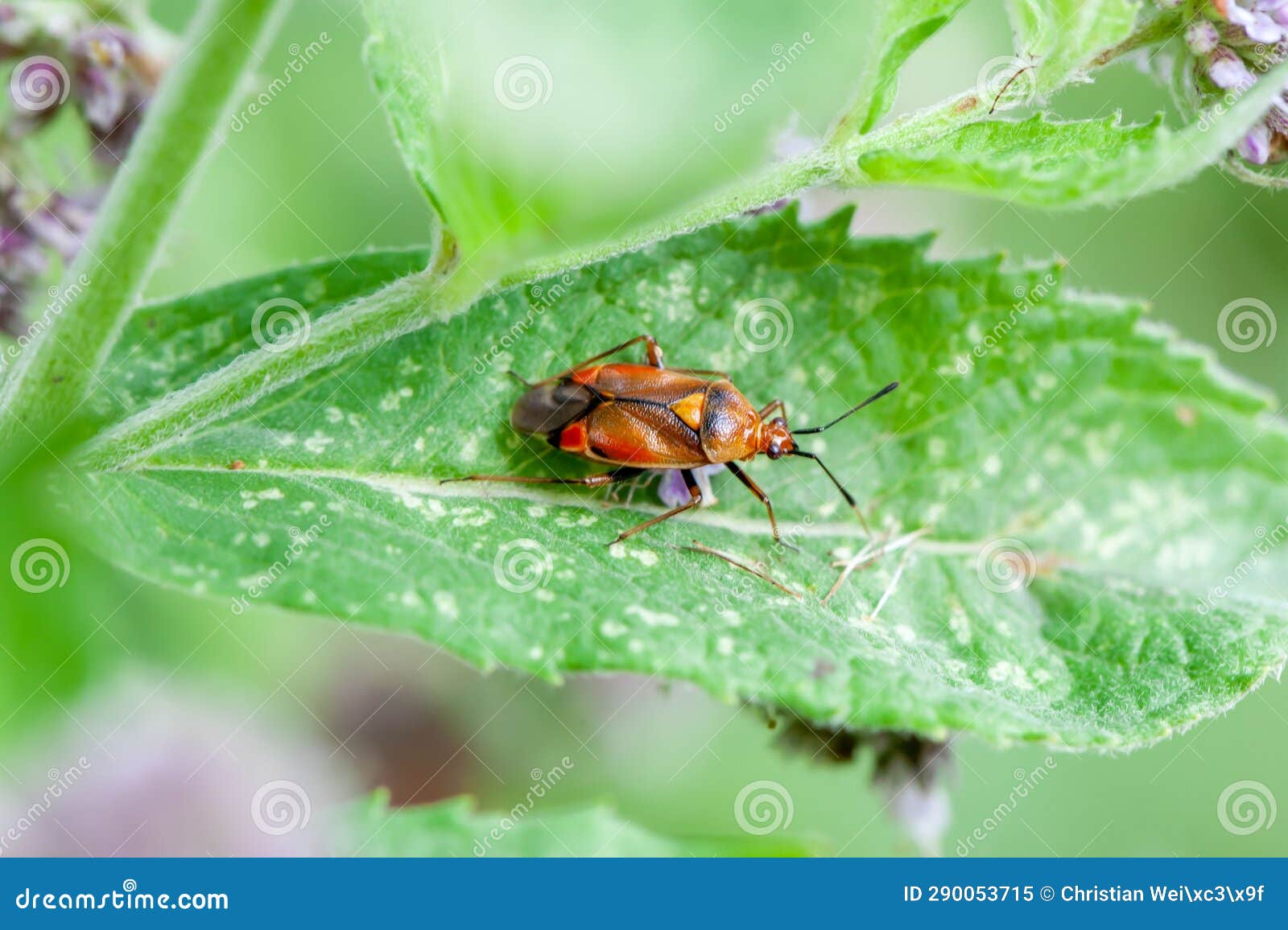 Ruber Mirid Bug, Deraeocoris Ruber, on a Plant Stock Image - Image of ...