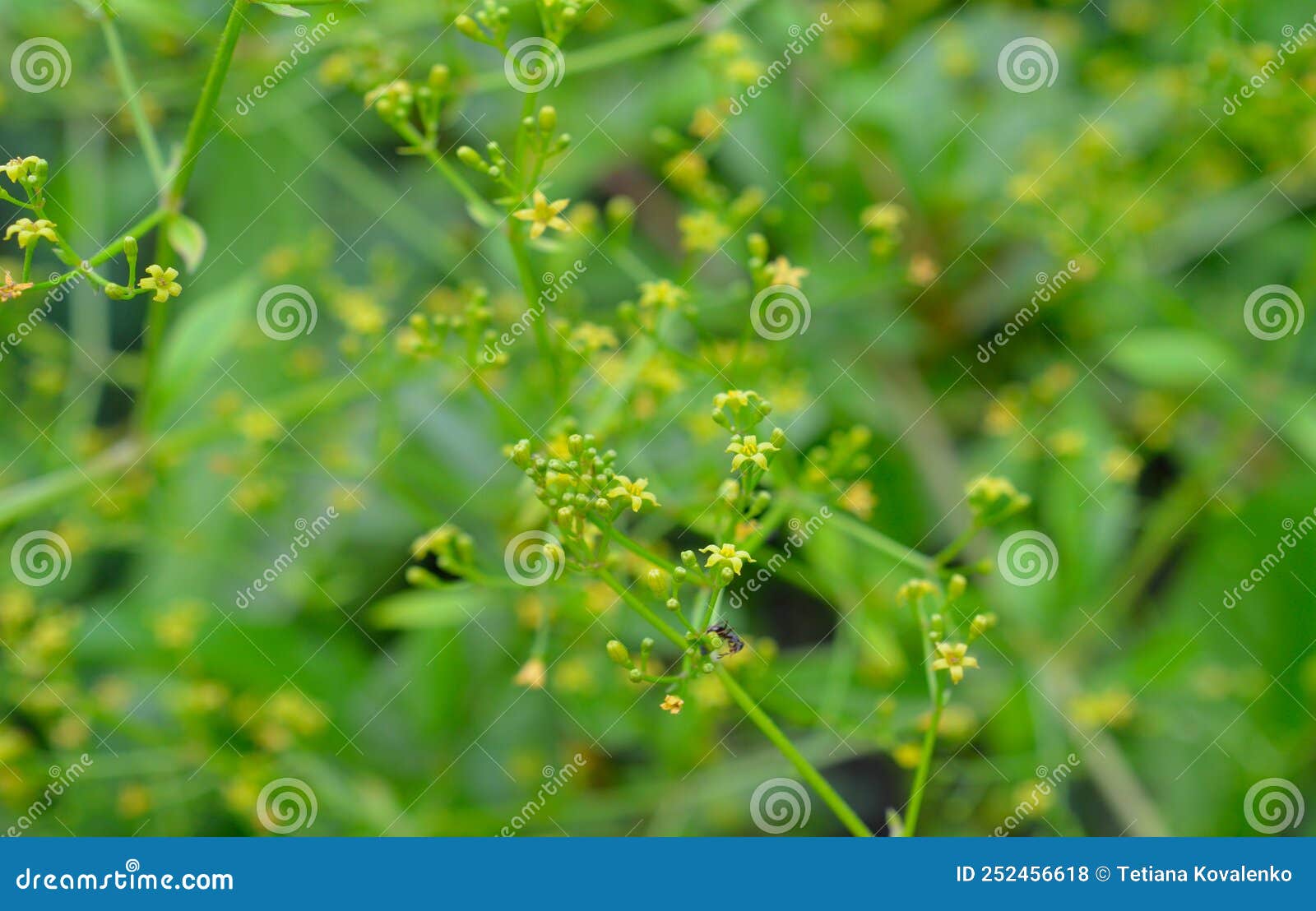 Rubia Tinctorum, the Rose Madder or Common Madder or Dyer`s Madder ...