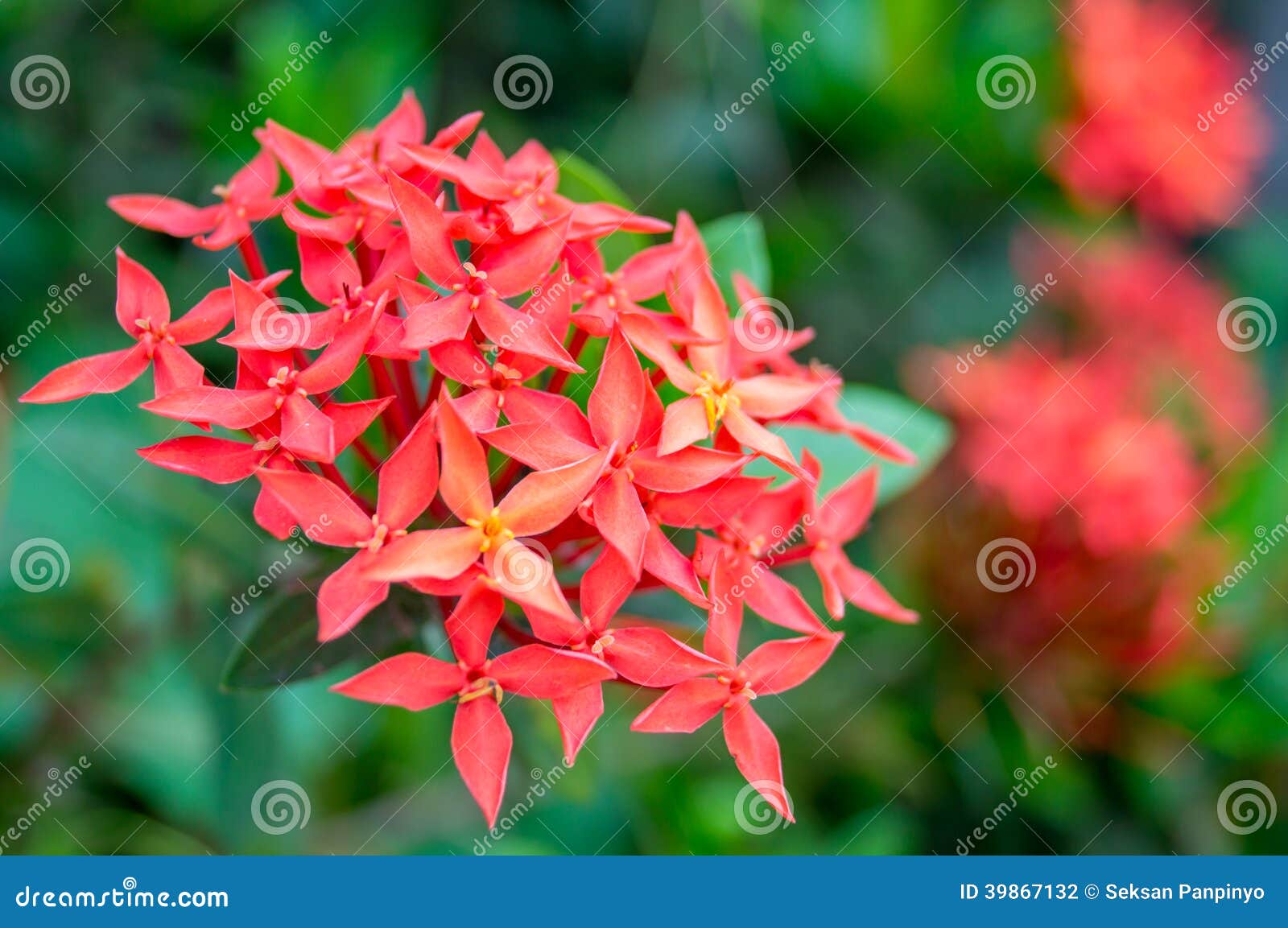Rubiaceae flower stock photo. Image of isolated, closeup - 39867132