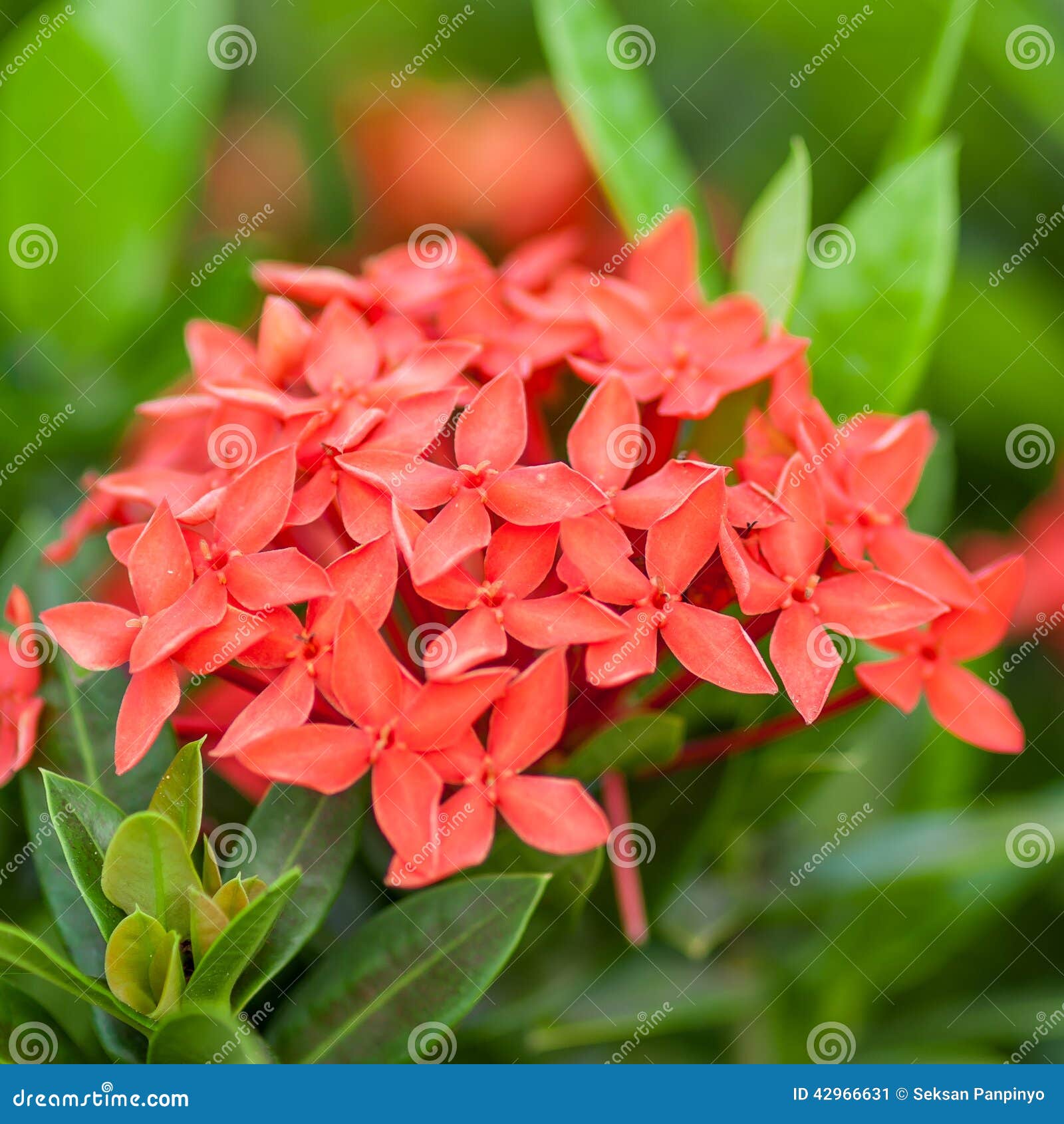 Red Rubiaceae Flower, Ixora Coccinea Is A Species Of Flowering Plant In ...