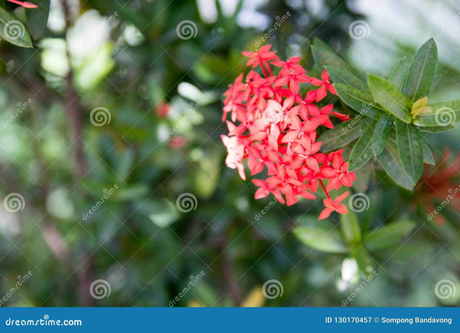Rubiaceae stock image. Image of flowers, macro, green - 130170457