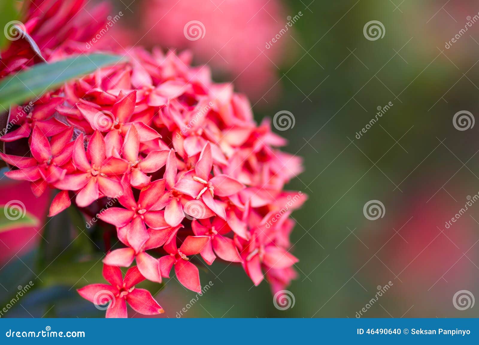 Rubiaceae flowers stock photo. Image of closeup, family - 46490640