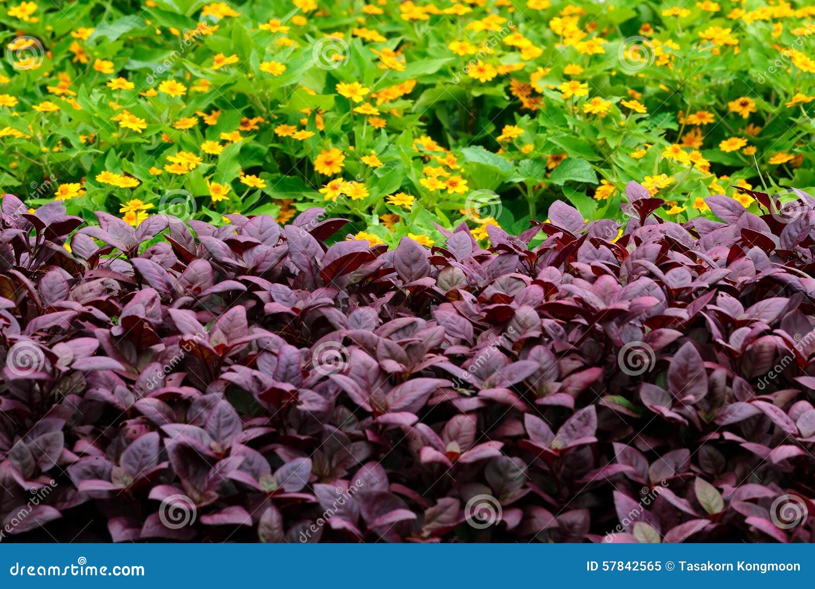 Rubicund Leaves for Pattern Stock Image - Image of blur, garden: 57842565