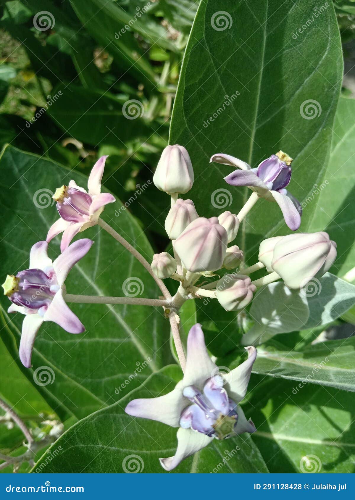 117 Aceh Flowers Stock Photos - Free & Royalty-Free Stock Photos from ...