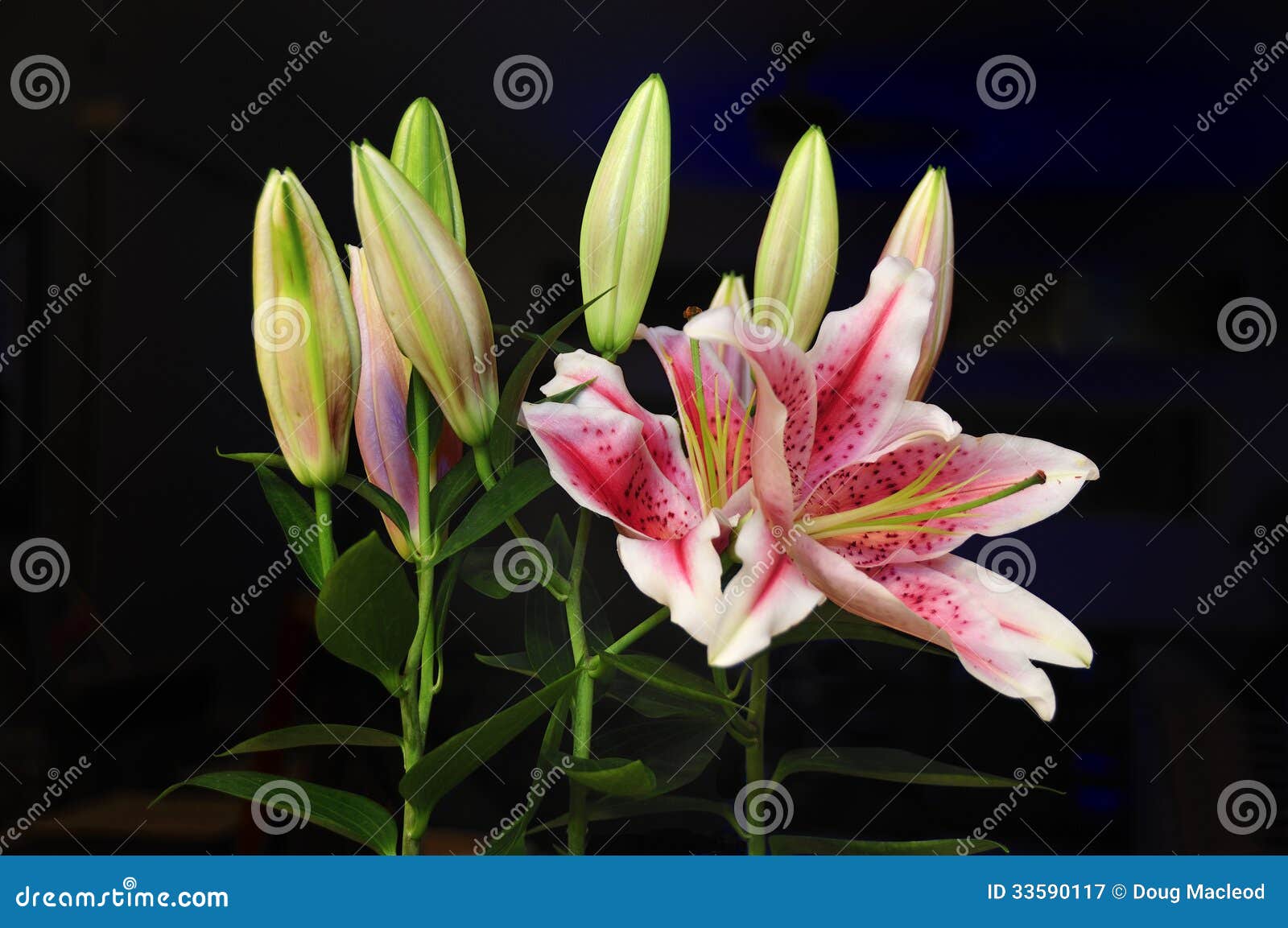 Rubrum Lily stock image. Image of flora, detail, pretty - 33590117