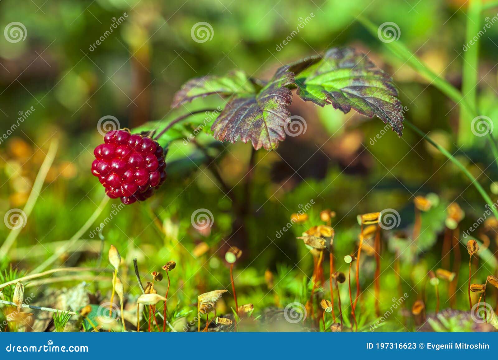 Rubus Arcticus, the Arctic Bramble, Royal Berry Stock Image - Image of ...