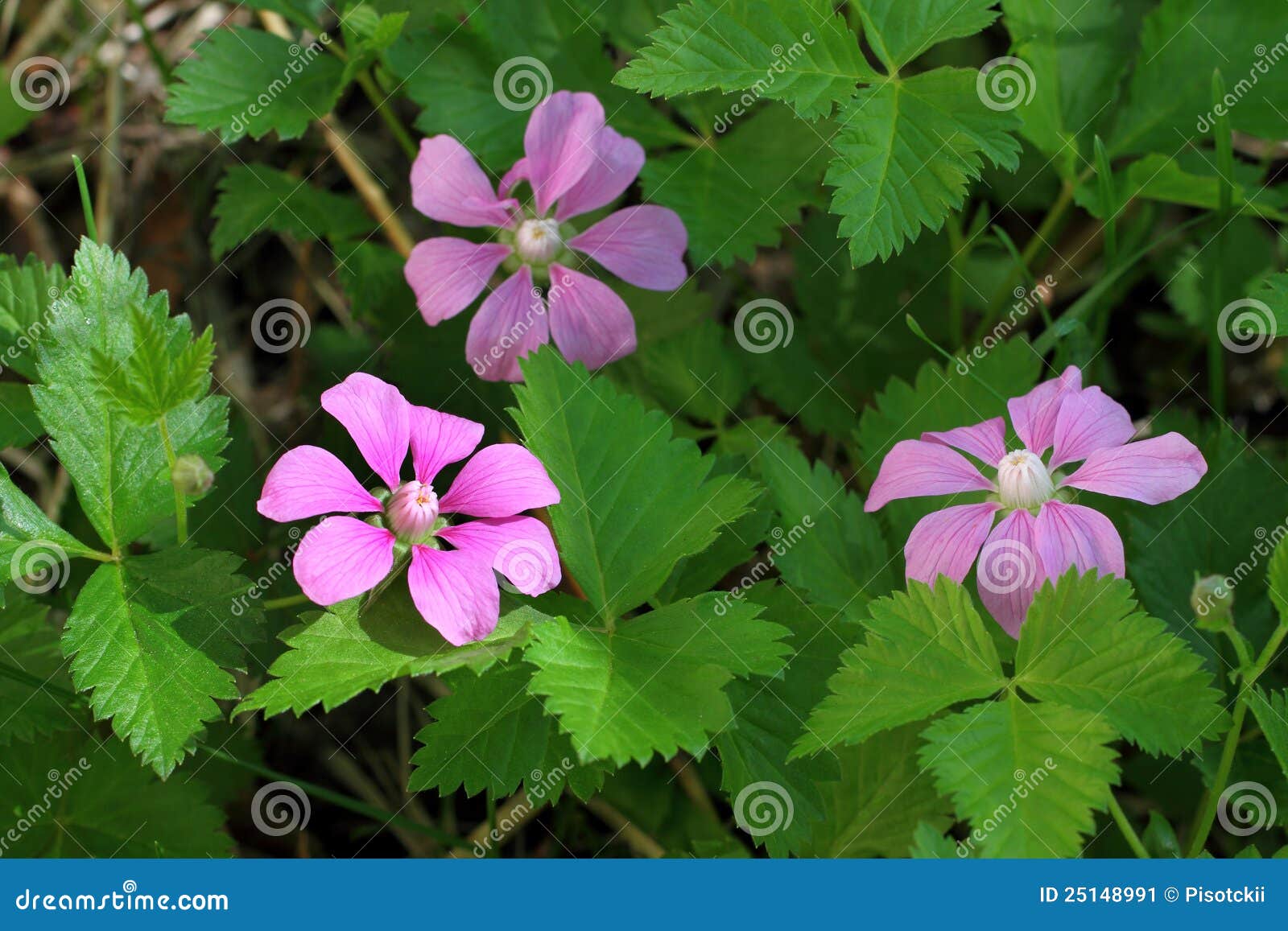 Rubus arcticus L. stock image. Image of summer, arctic - 25148991