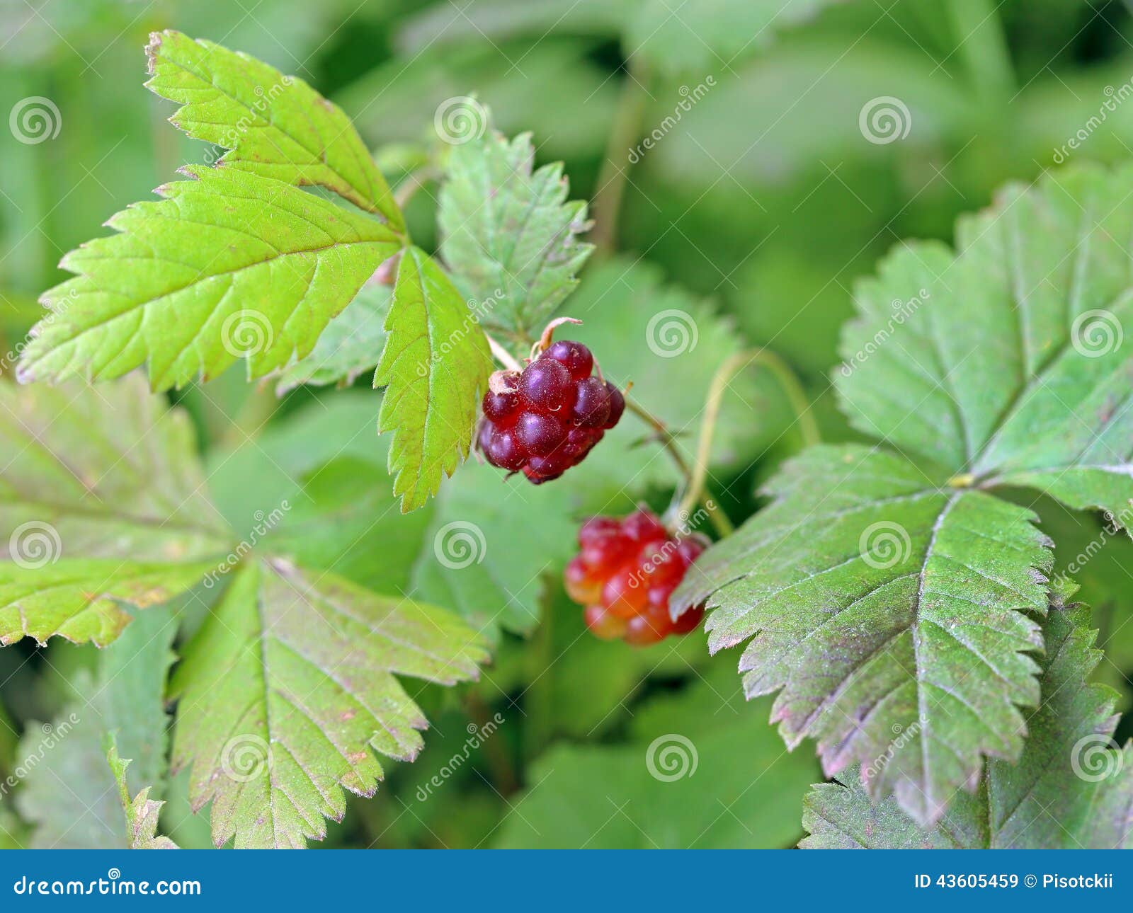 Rubus arcticus stock image. Image of northern, ripe, rubus - 43605459