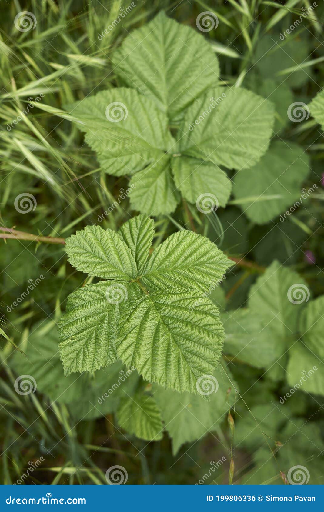 Rubus Caesius Branch Close Up Stock Photo - Image of rubus, spring ...