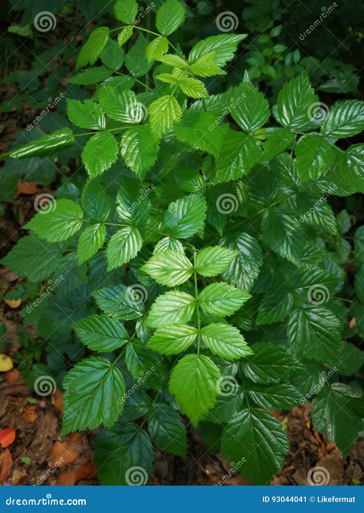 Rubus coreanus Miq stock image. Image of coreanus, leaves - 93044041