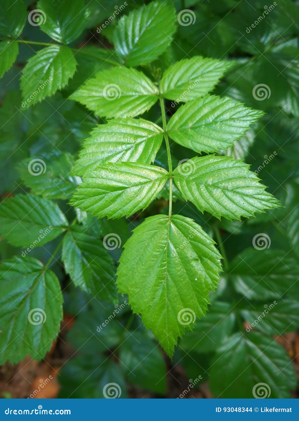 Rubus coreanus Miq stock photo. Image of plant, leaf - 93048344