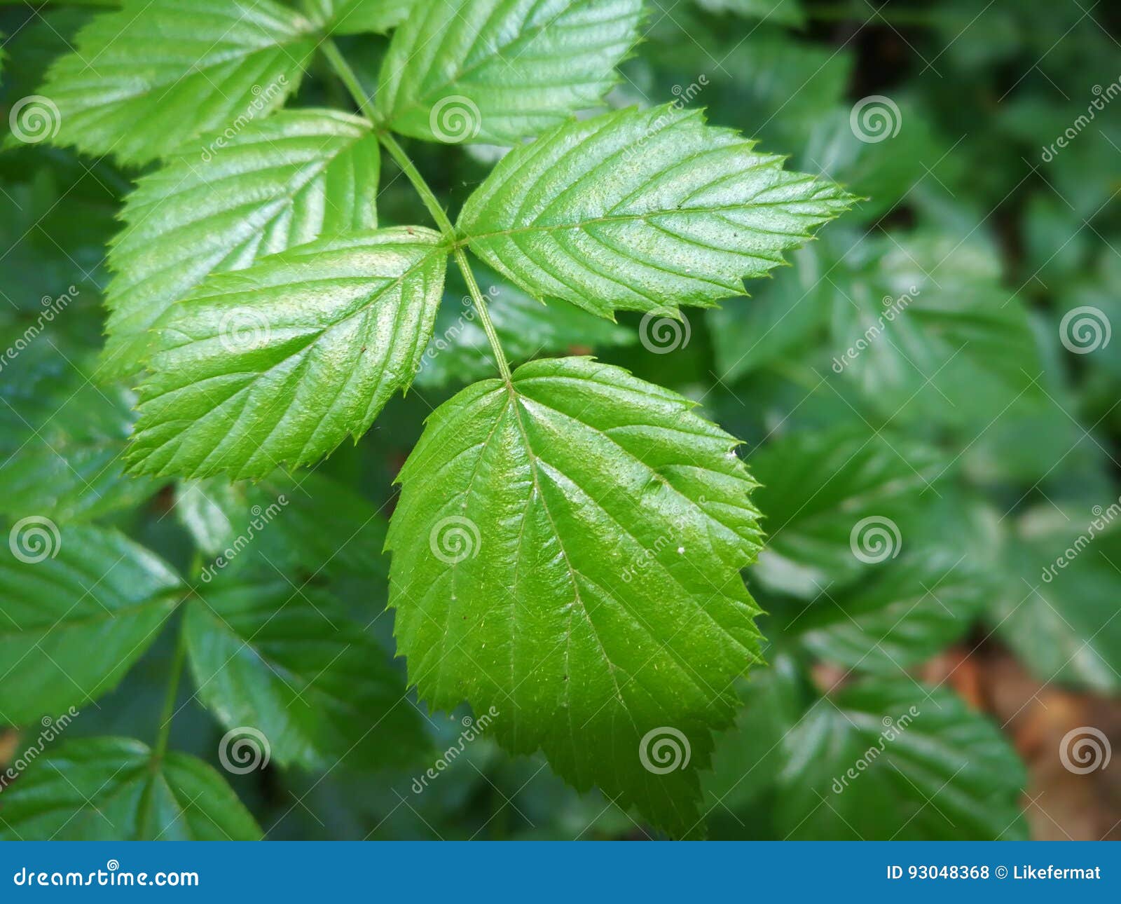 Rubus coreanus Miq stock photo. Image of thorn, jiaogulan - 93048368