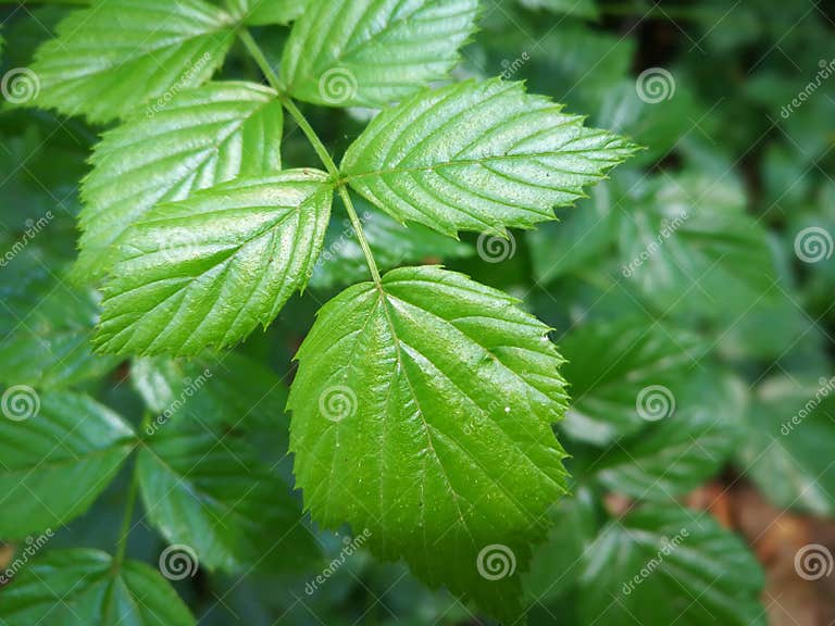 Rubus coreanus Miq stock photo. Image of thorn, jiaogulan - 93048368