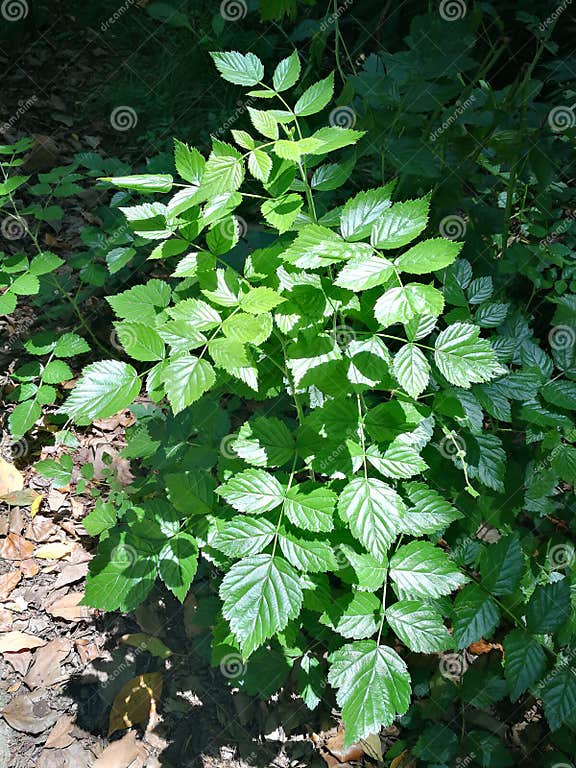 Rubus coreanus Miq stock image. Image of colorful, growing - 93203203