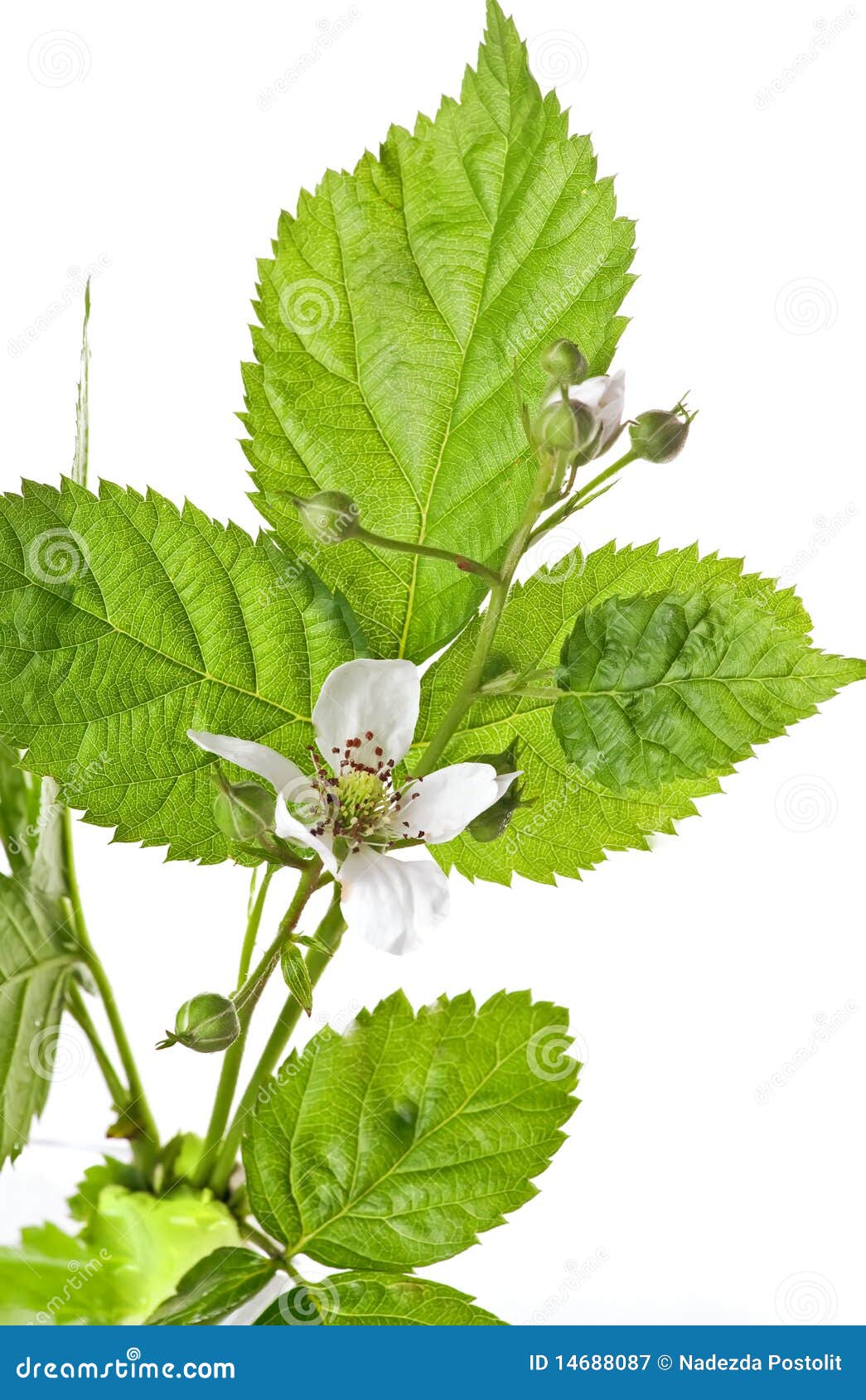 Rubus Fruticosus Big And Tasty Garden Blackberries, Black Ripened And ...