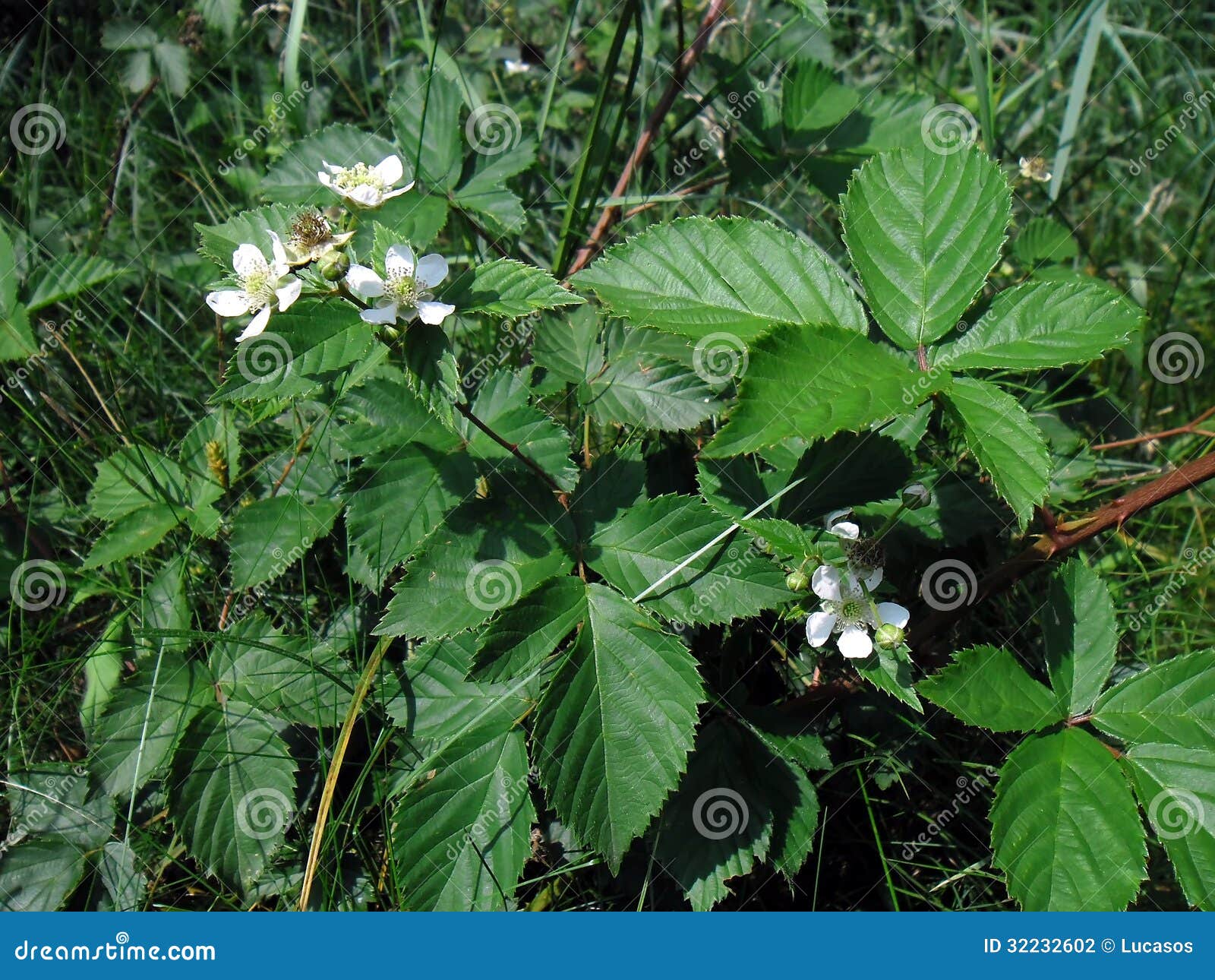 Rubus Fruticosus Big And Tasty Garden Blackberries, Black Ripened And ...