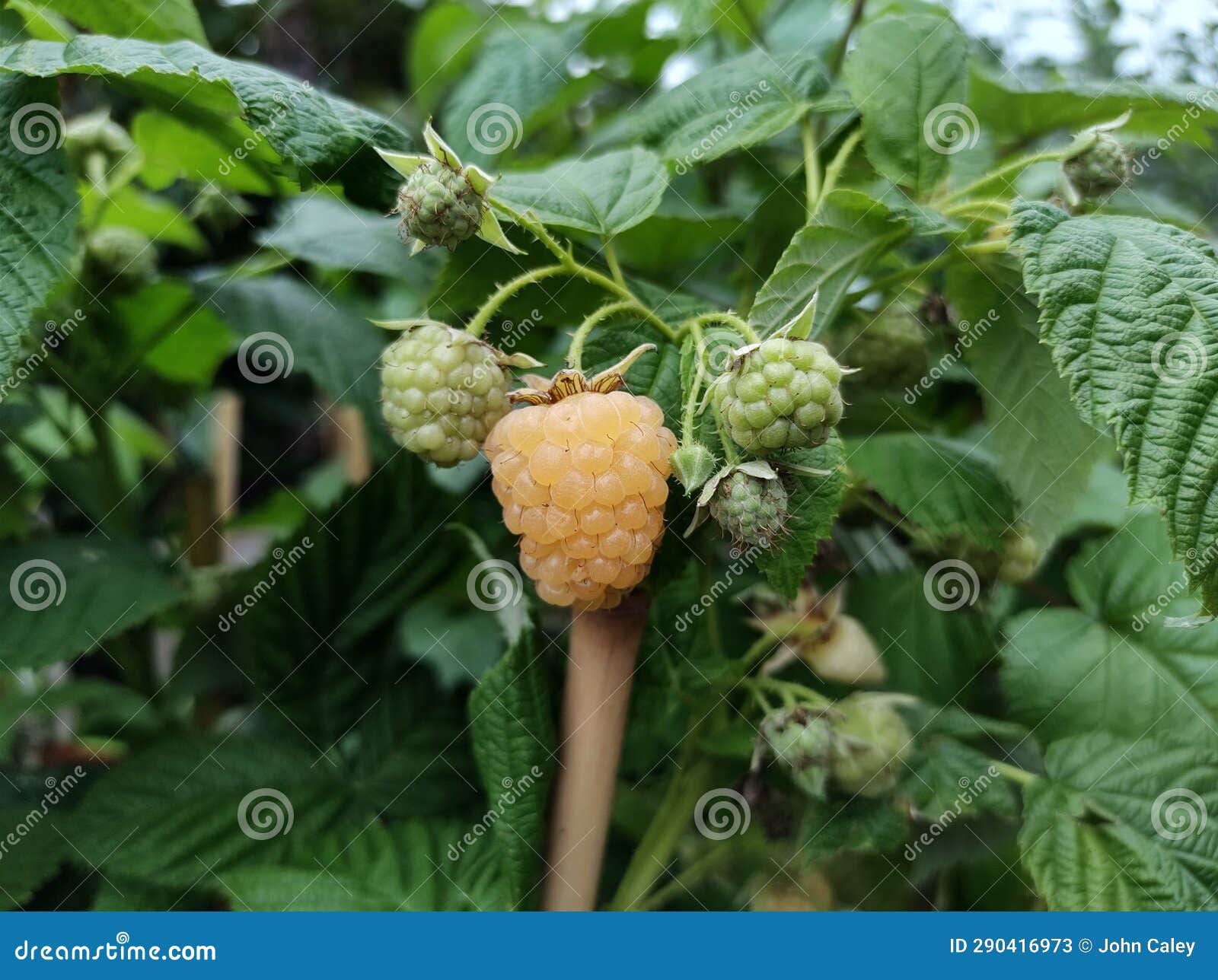 Rubus Idaeus Golden Everest Stock Image - Image of fruits, bush: 290416973