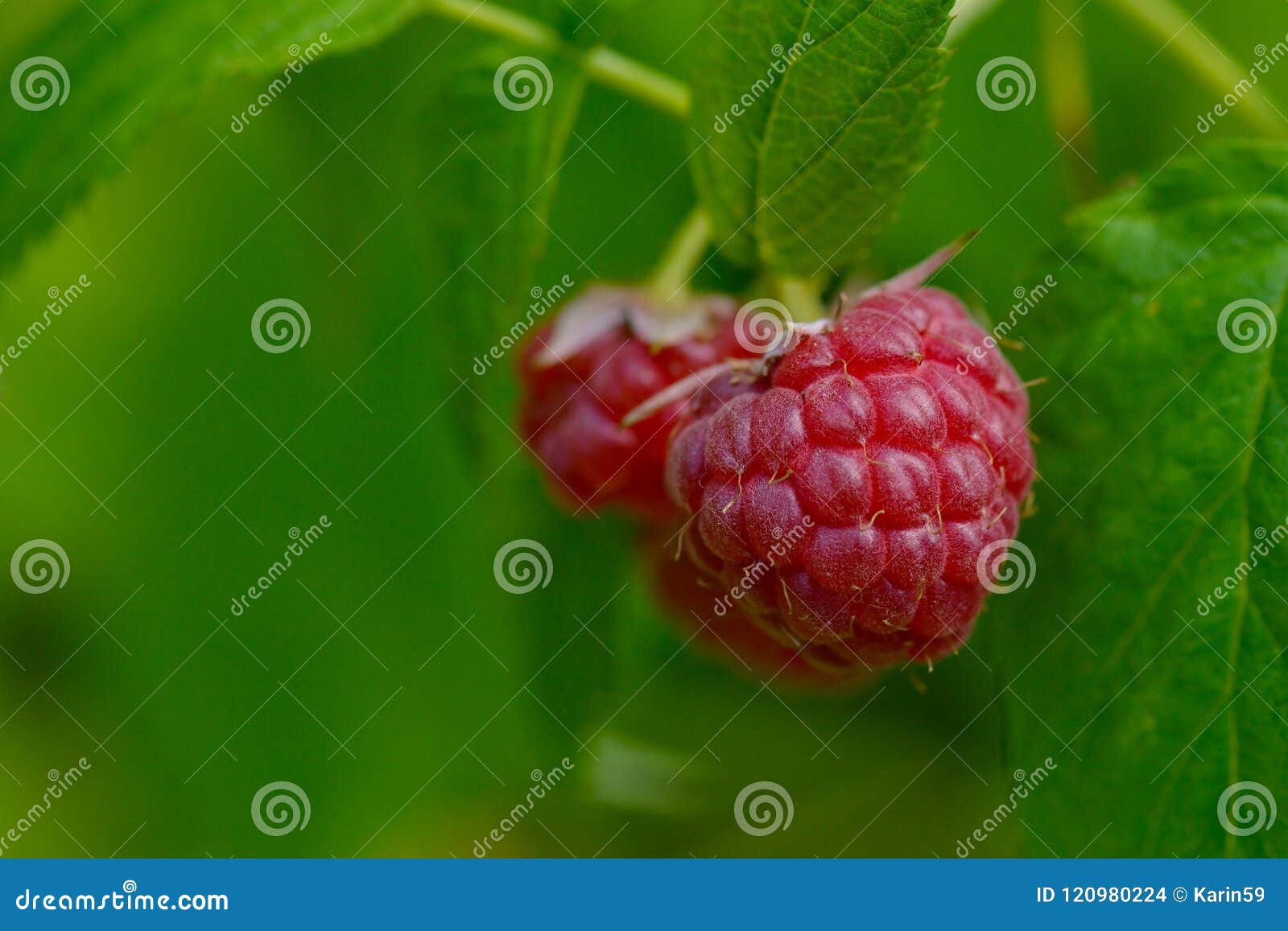 Rubus idaeus stock photo. Image of agriculture, delicious - 120980224