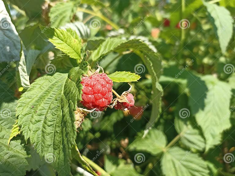 Rubus Idaeus (raspberry, Also Called Red Raspberry or Occasionally As ...