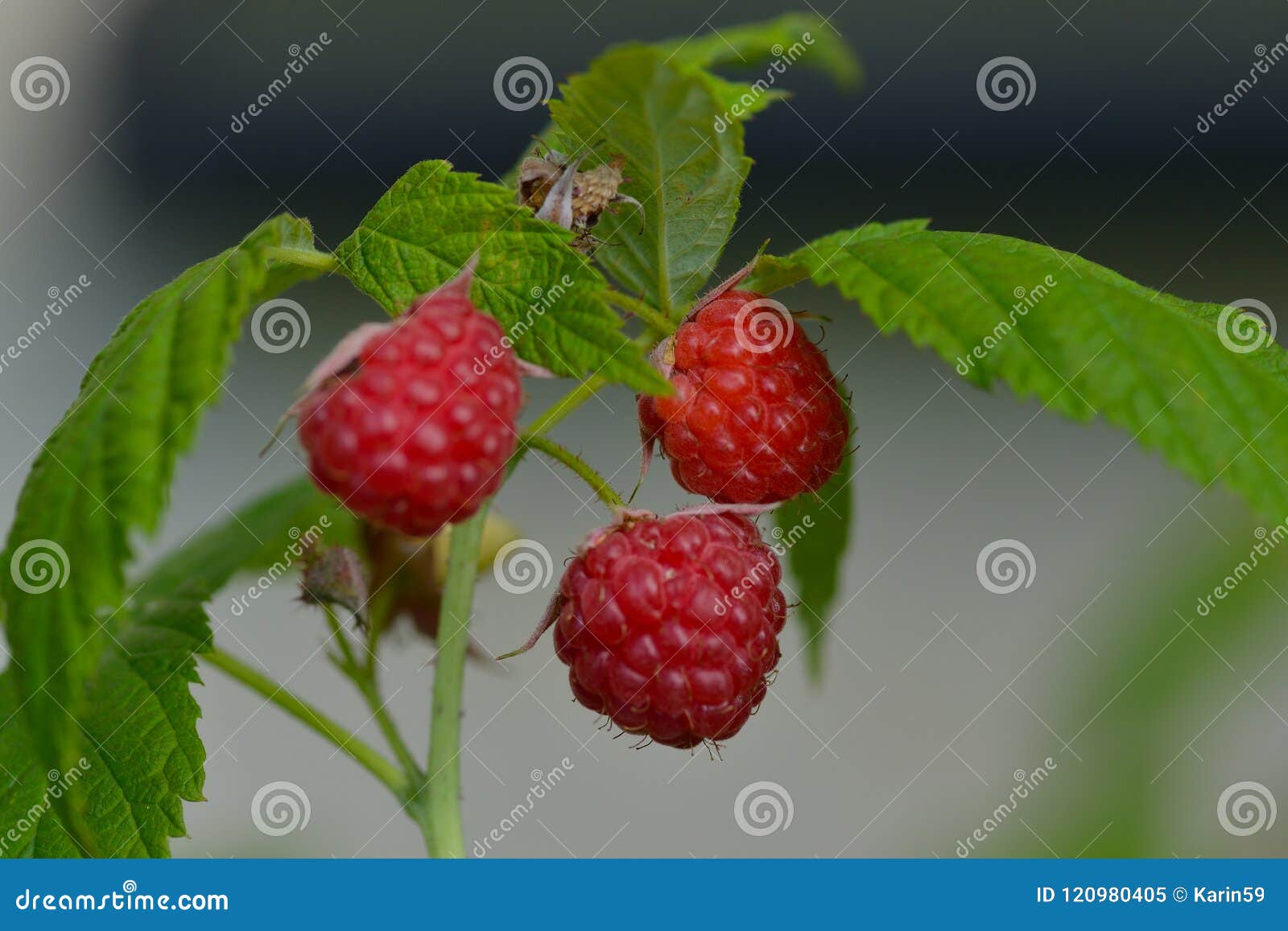 Rubus idaeus raspberry stock image. Image of plant, organic - 120980405