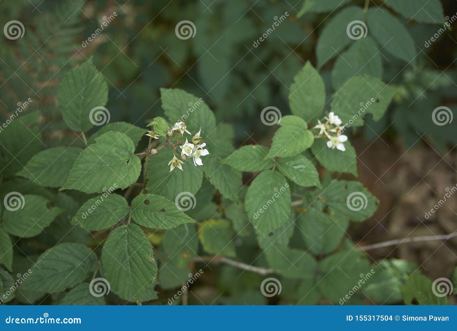 Rubus Idaeus Shrub in Bloom Stock Photo - Image of berries, raspberry ...
