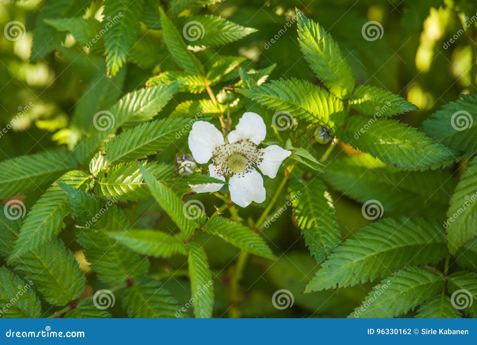Rubus Illecebrosus Blooming Stock Photo - Image of cloudberry, fresh ...