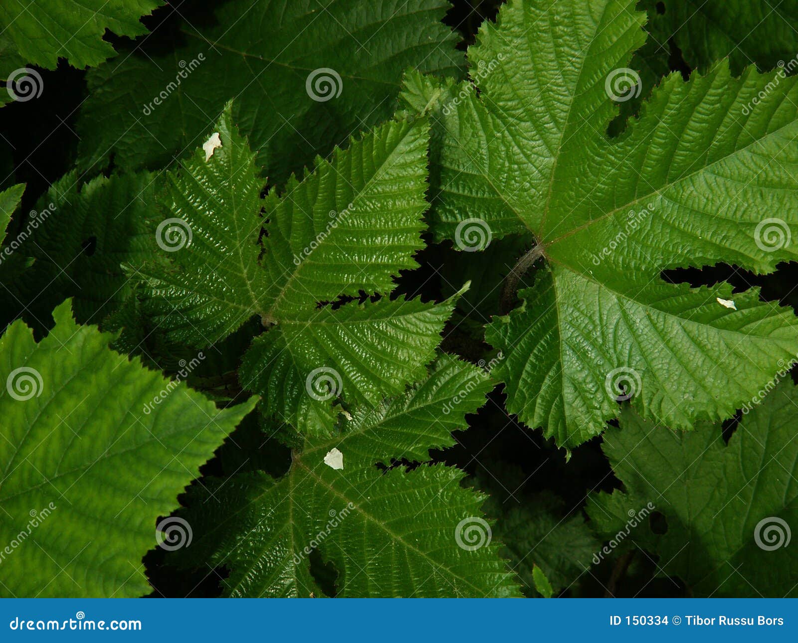 Rubus leaves stock photo. Image of tree, ecosystem, forest - 150334