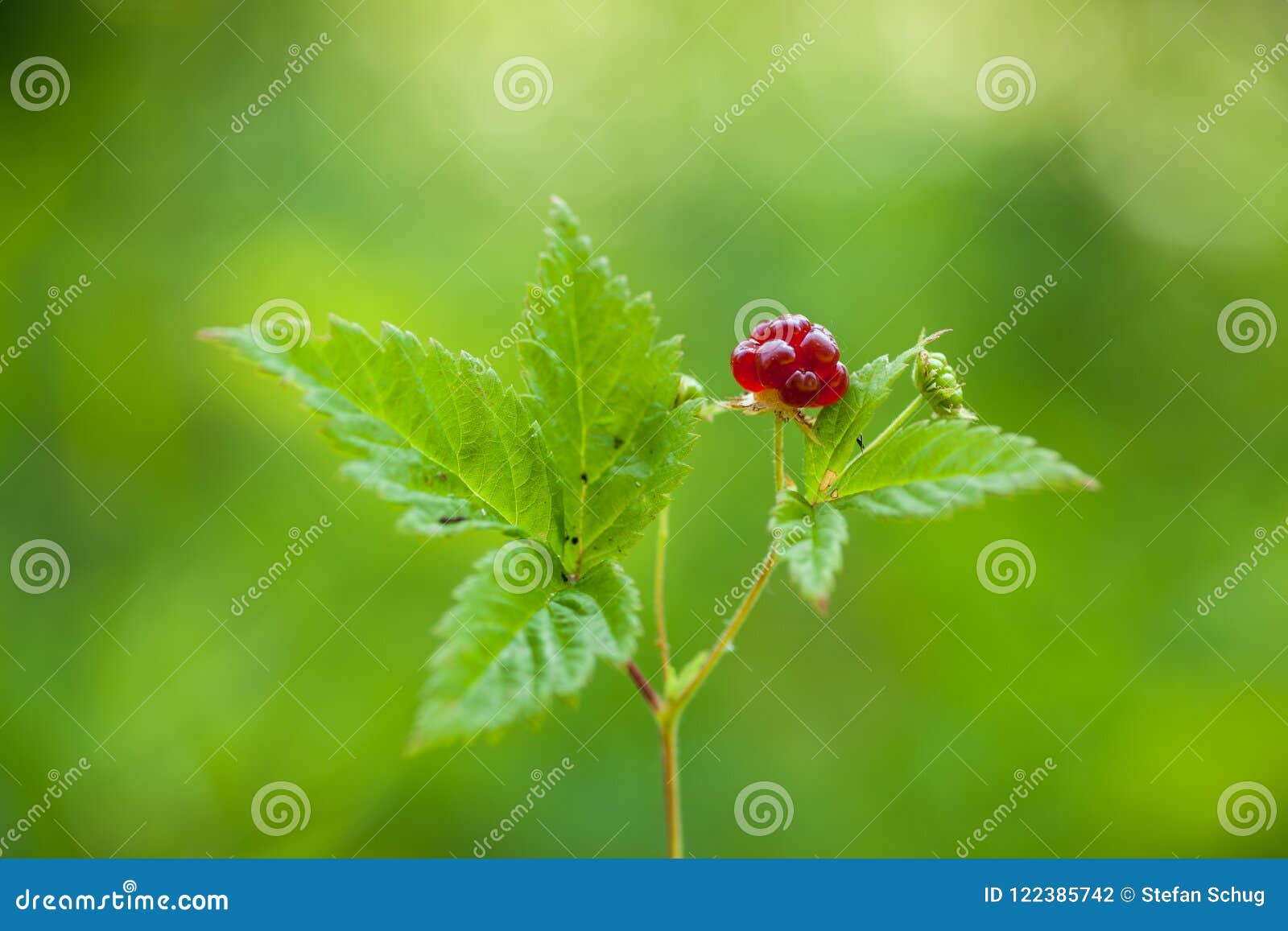 Rubus Pubescens - Trailing Raspberry Stock Photo - Image of rubus ...