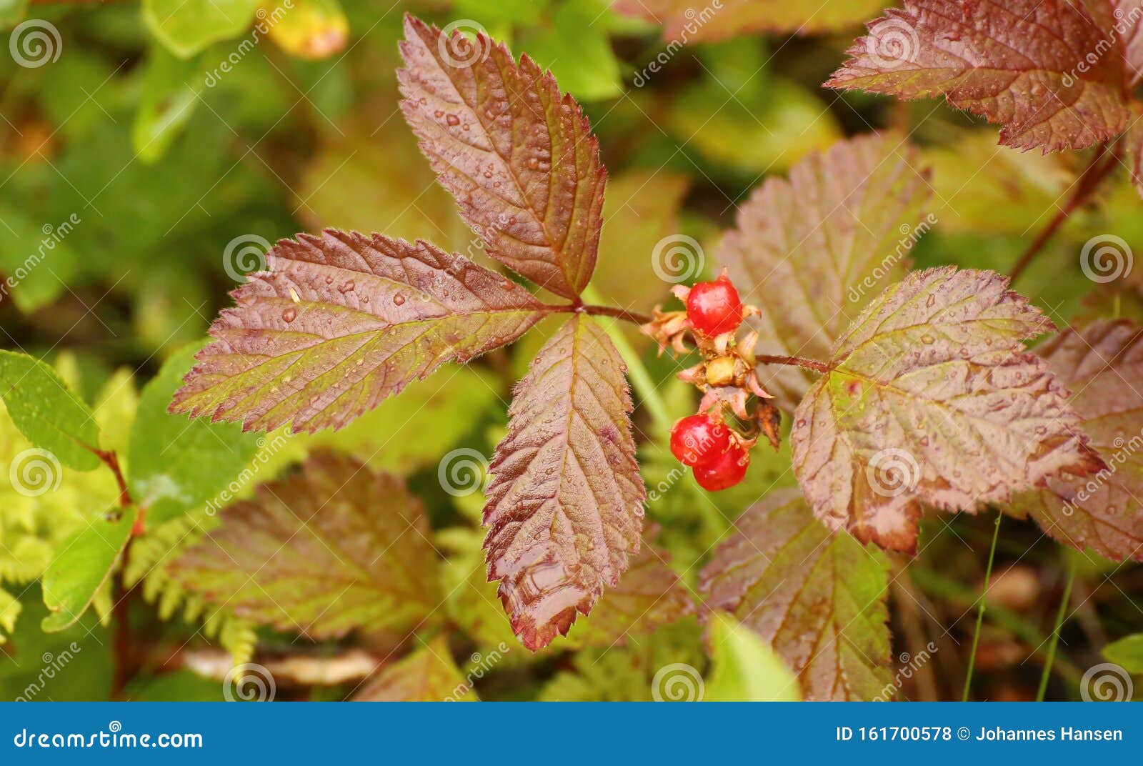 Rubus Saxatilis, Commonly Called the Stone Bramble, with Fruits Stock ...