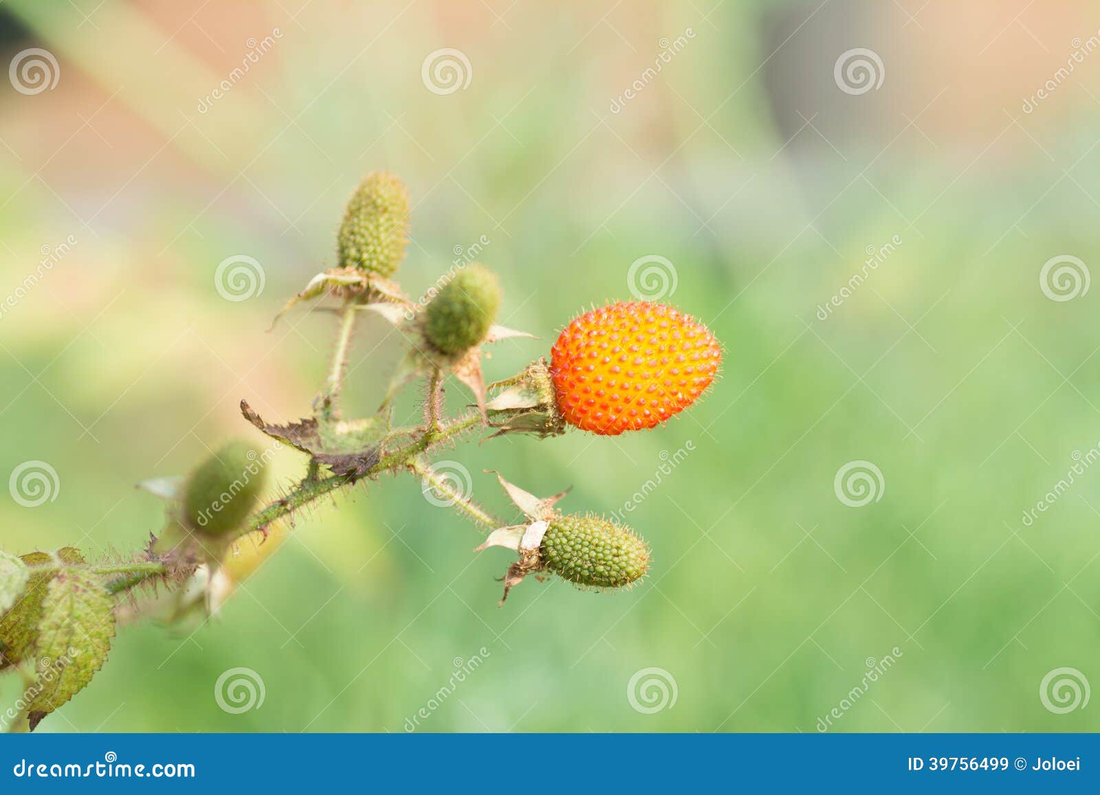 Rubus Sumatranus Stock Image | CartoonDealer.com #328083379